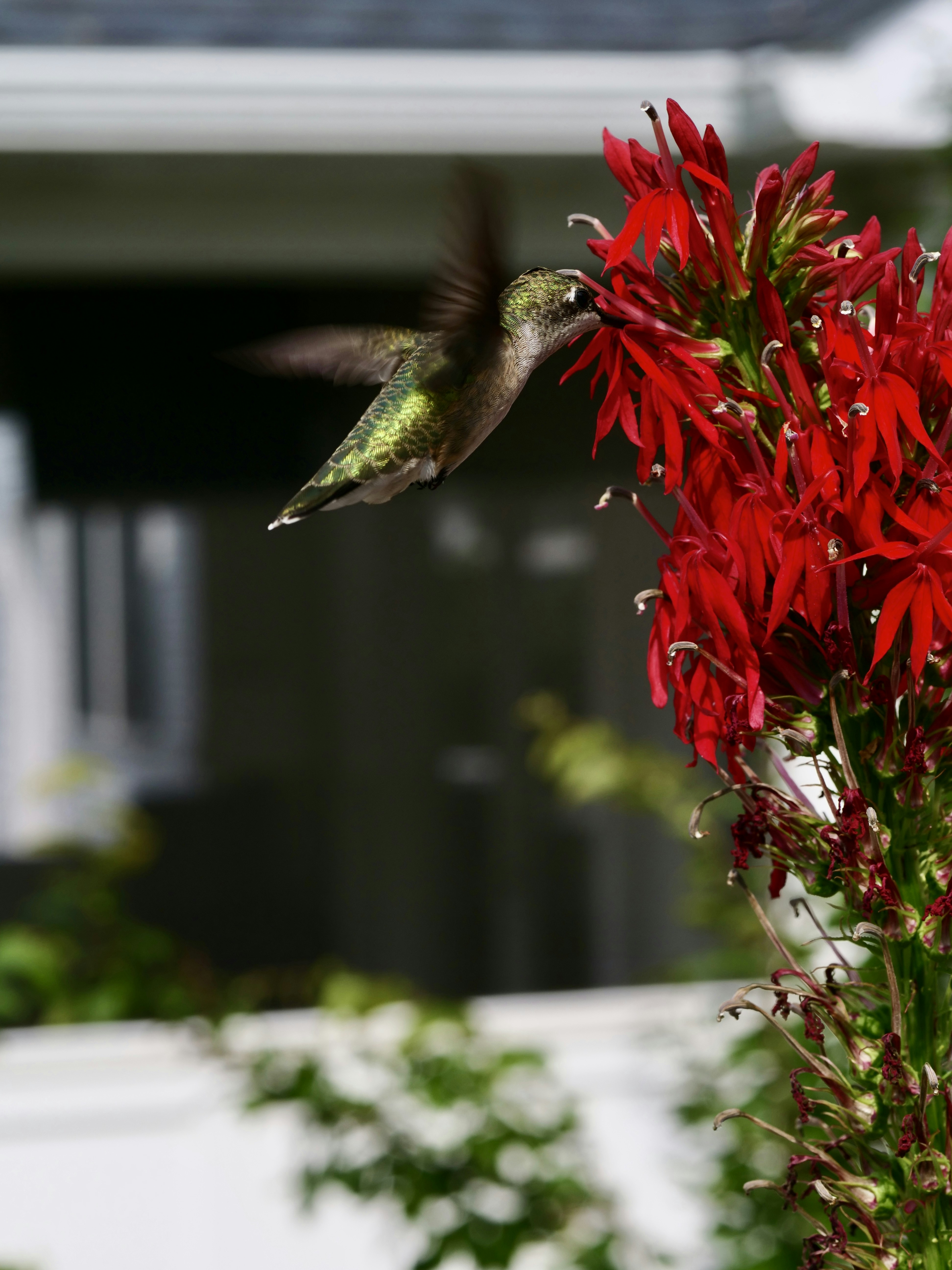 Red Nectaralarm: Hummingbird in Residence