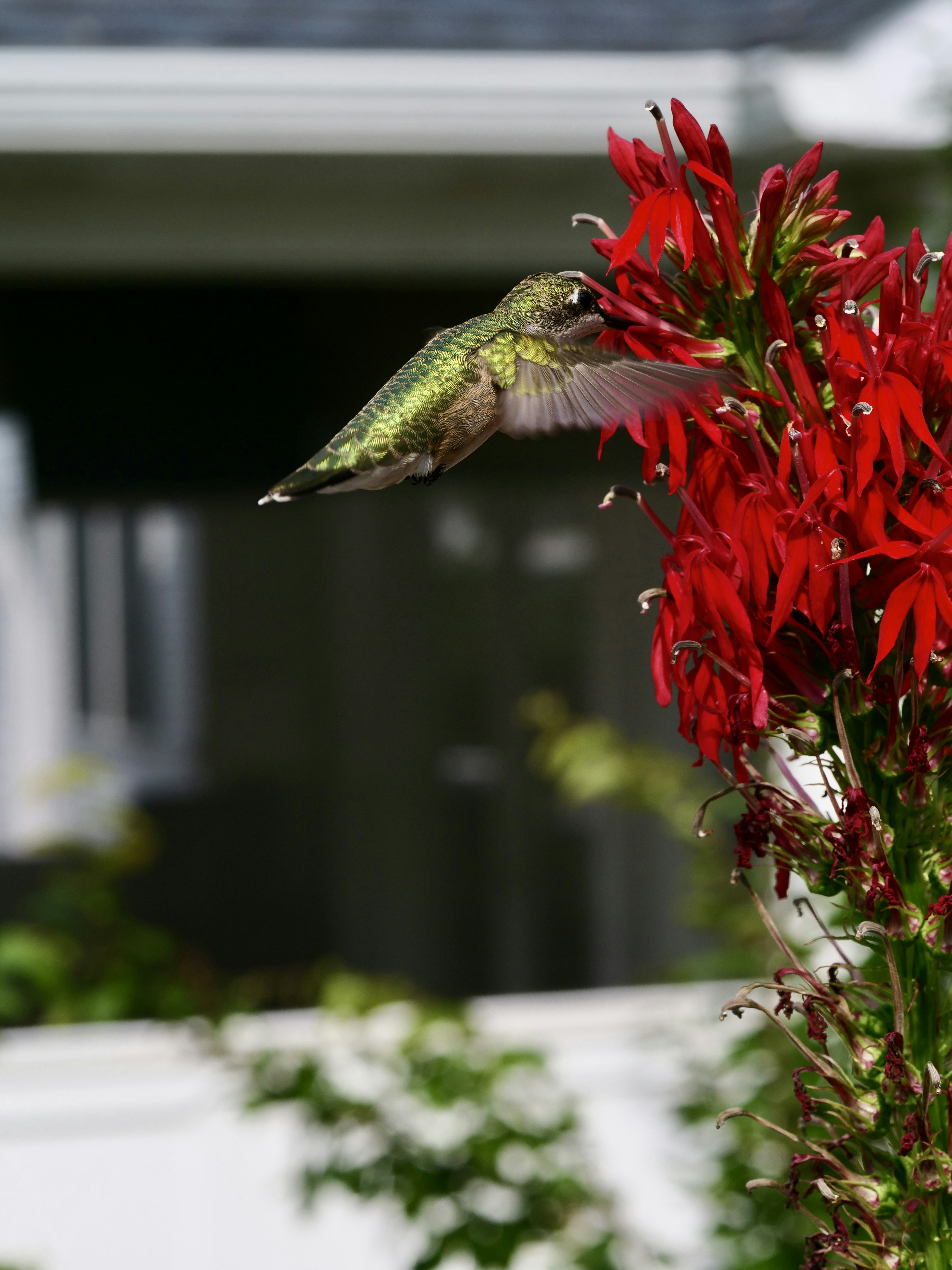 Hummingbird in a Crimson Bloom: A Flash of Green and Red