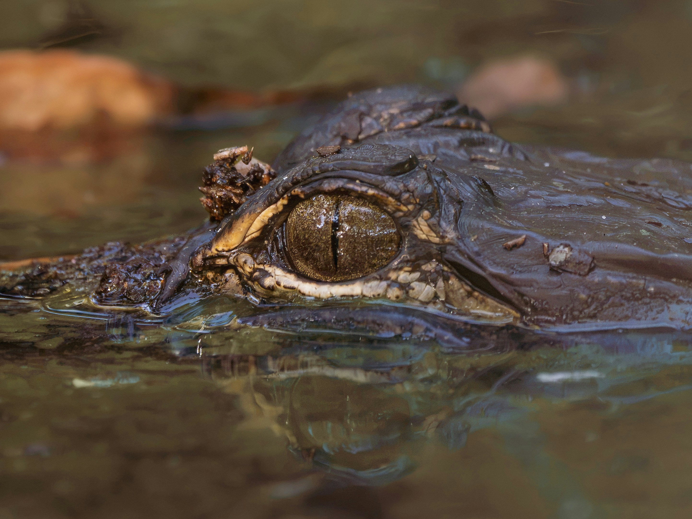 Ambush of the Gator’s Gaze: A Close-Cropped Eye in Rippling Water