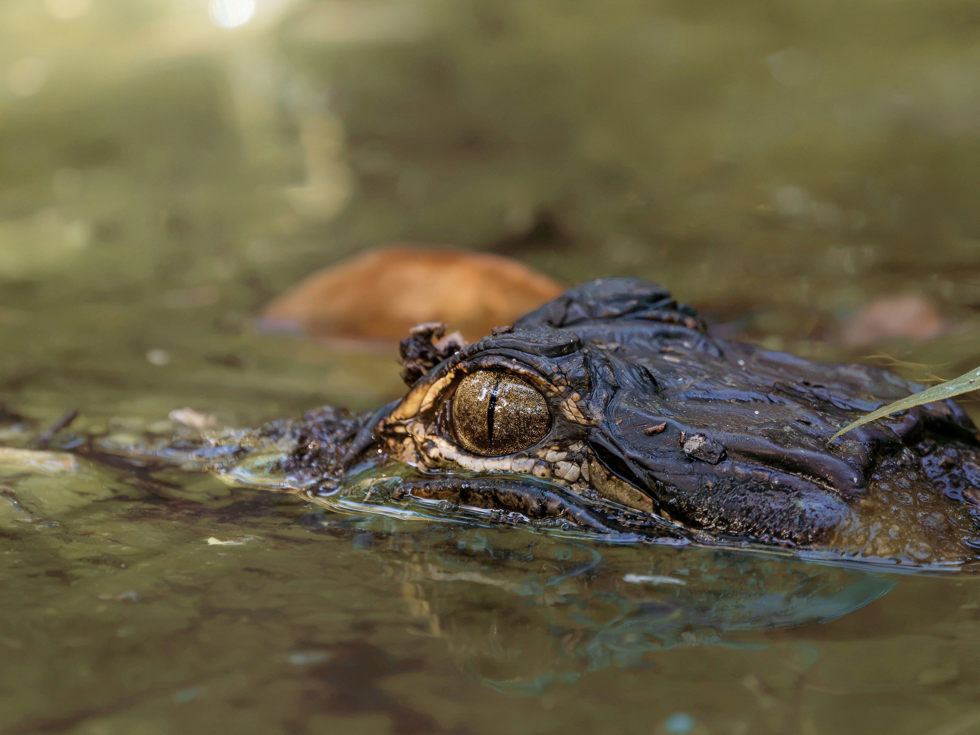 Ambush in the Reeds: Crocodile’s Gaze at the Marsh Edge