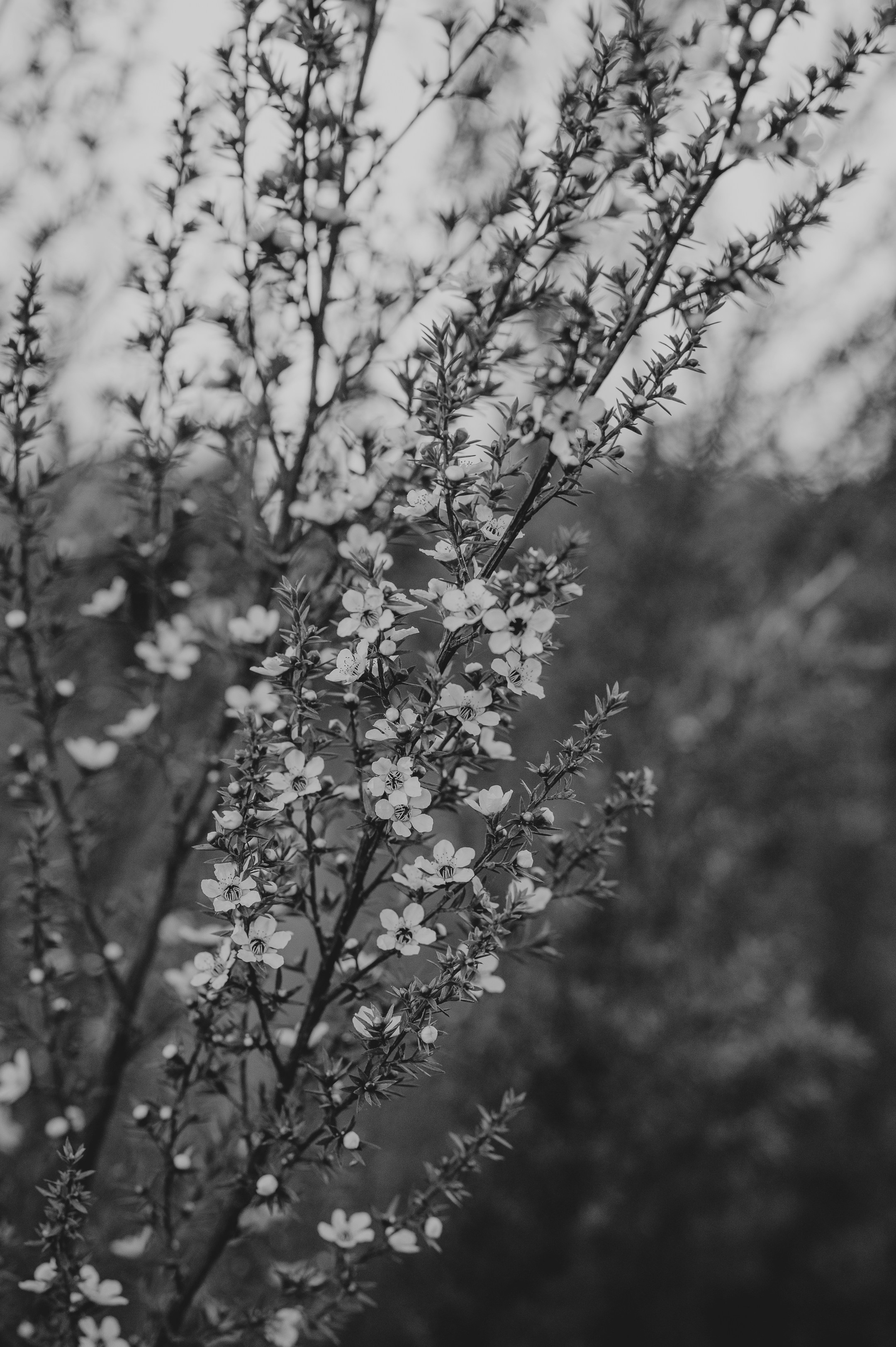 Monochrome close-up of a flowering branch with small blossoms and slender leaves, shallow depth creating a soft background separation.