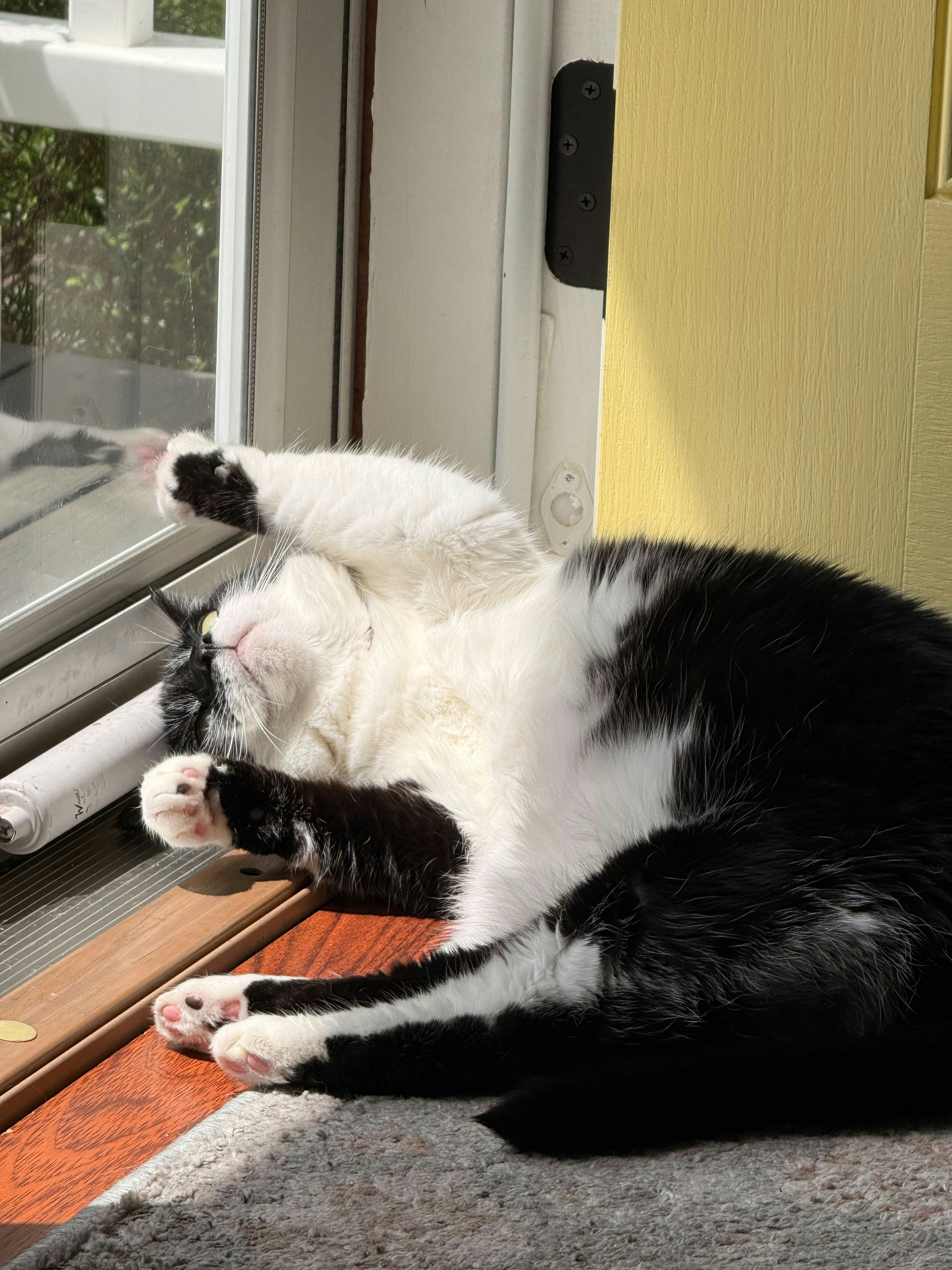Sunlit Paws: Cat Reposing by the Windowsill