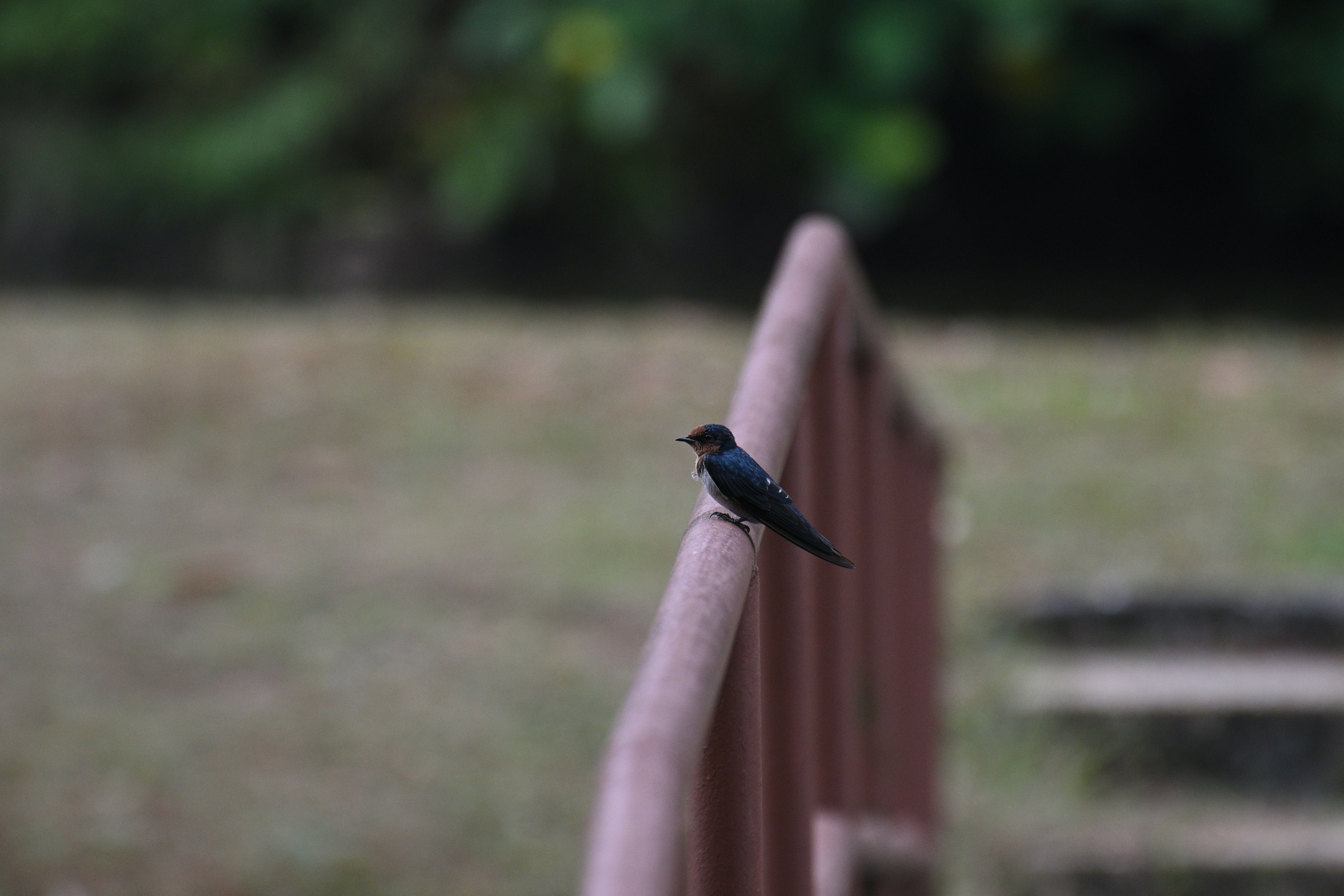 A lone swallow perches on a weathered railing, framed by a soft, blurred backdrop