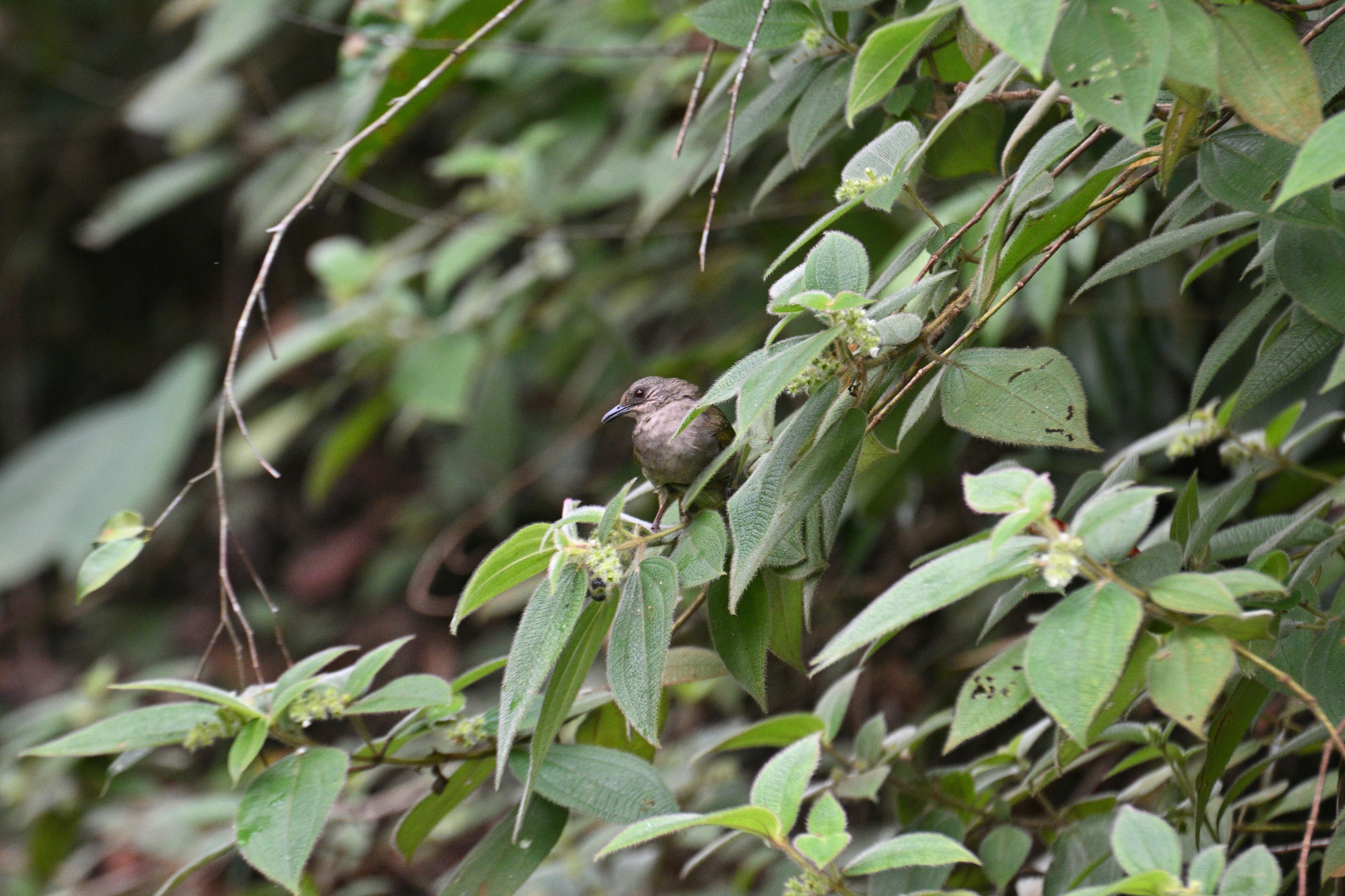Low-Branch Spotlight: A Tiny Bird Pauses Among Green Leaves