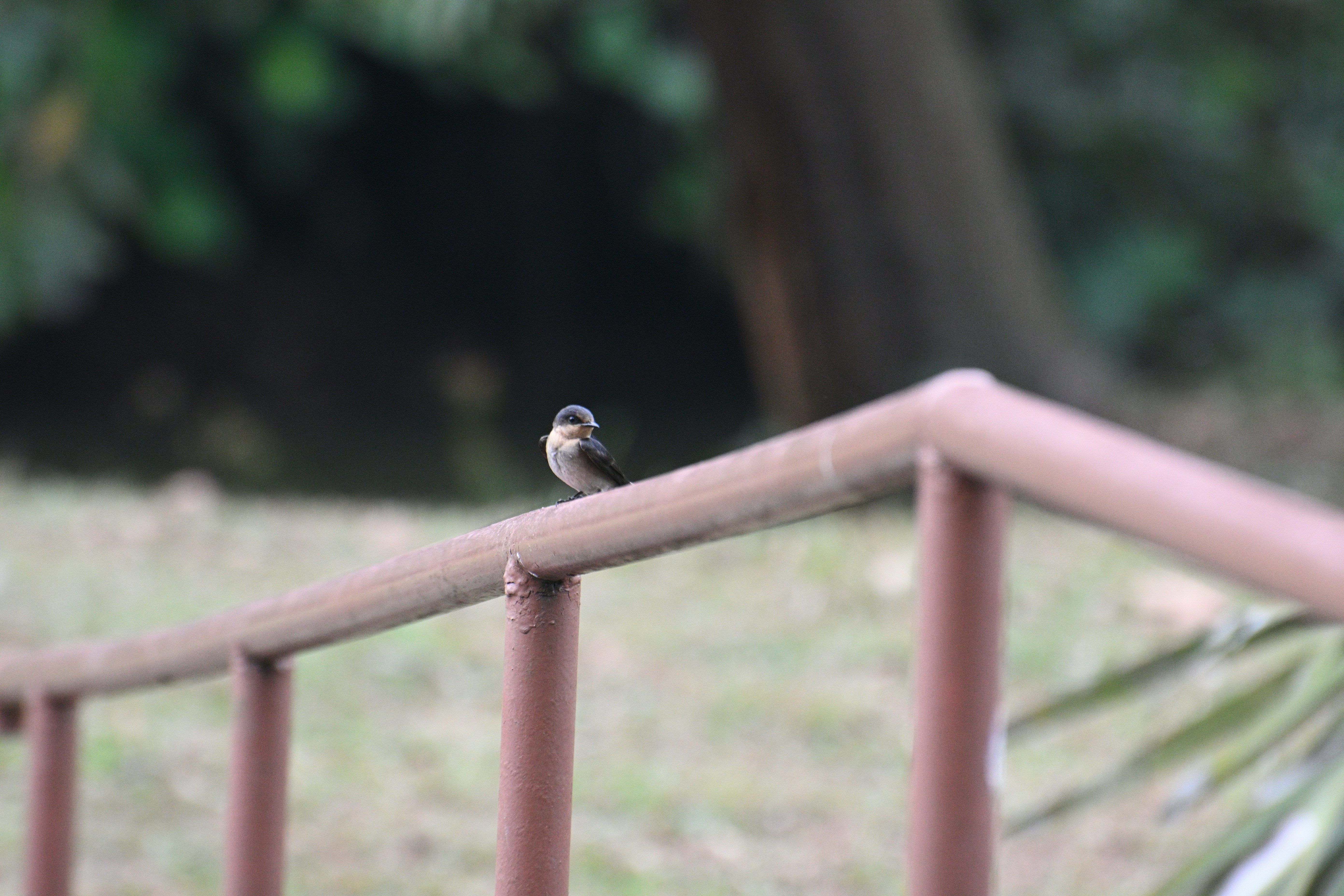 A Quiet Perch: Sparrow at the Rail