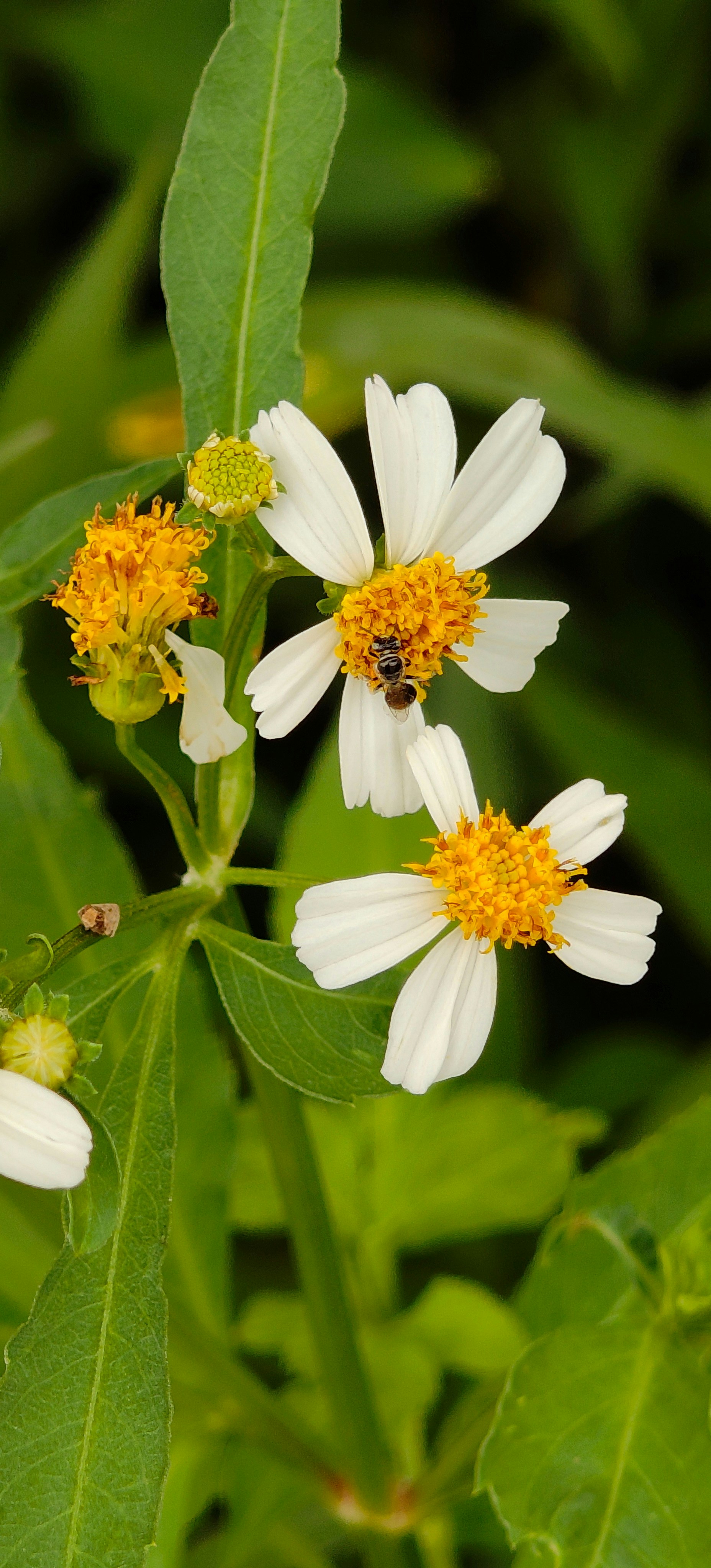 Bee on White-Flowered Sunshine: A Close-Up of Garden Bloom