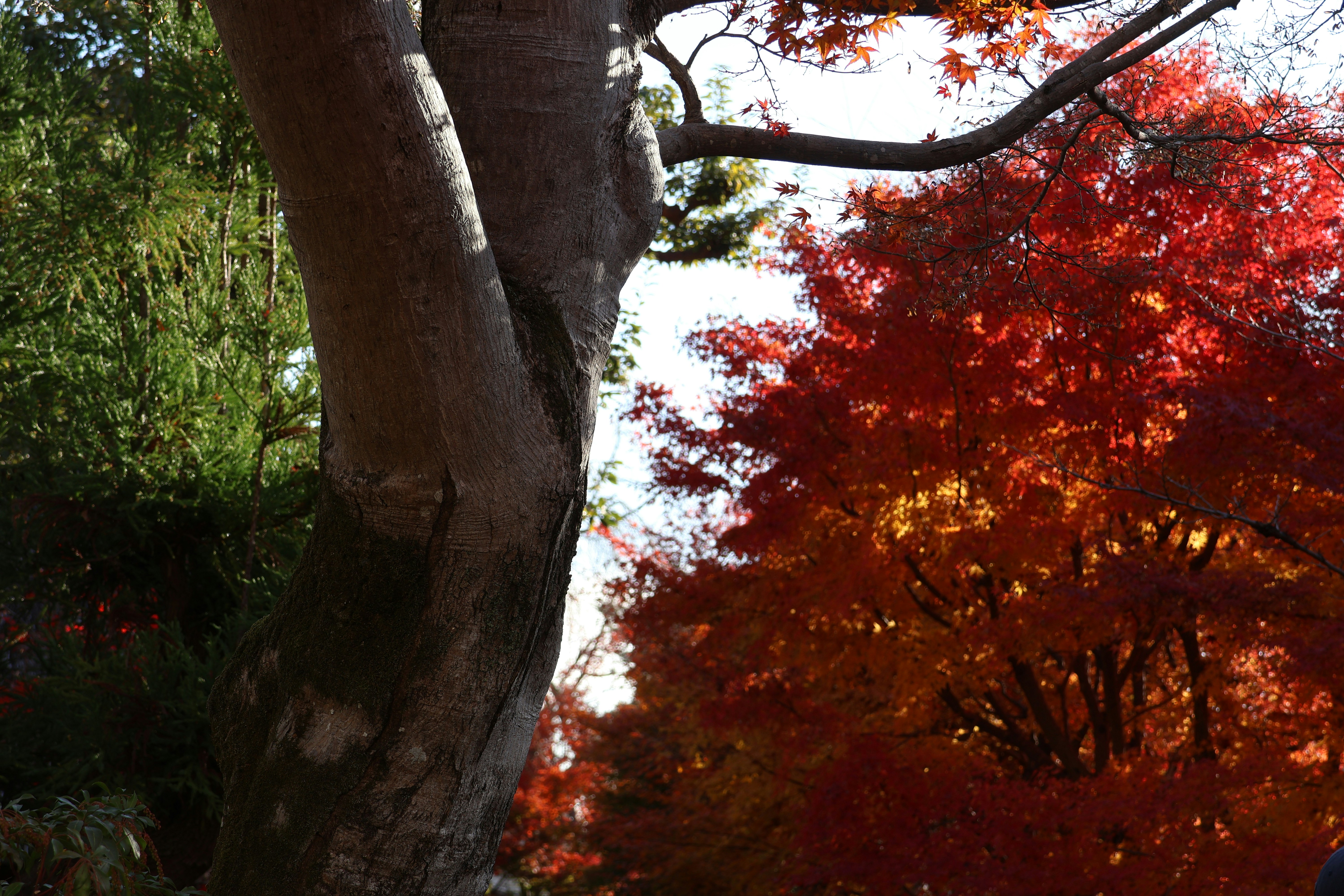 Autumn Trunk and Ember Canopy