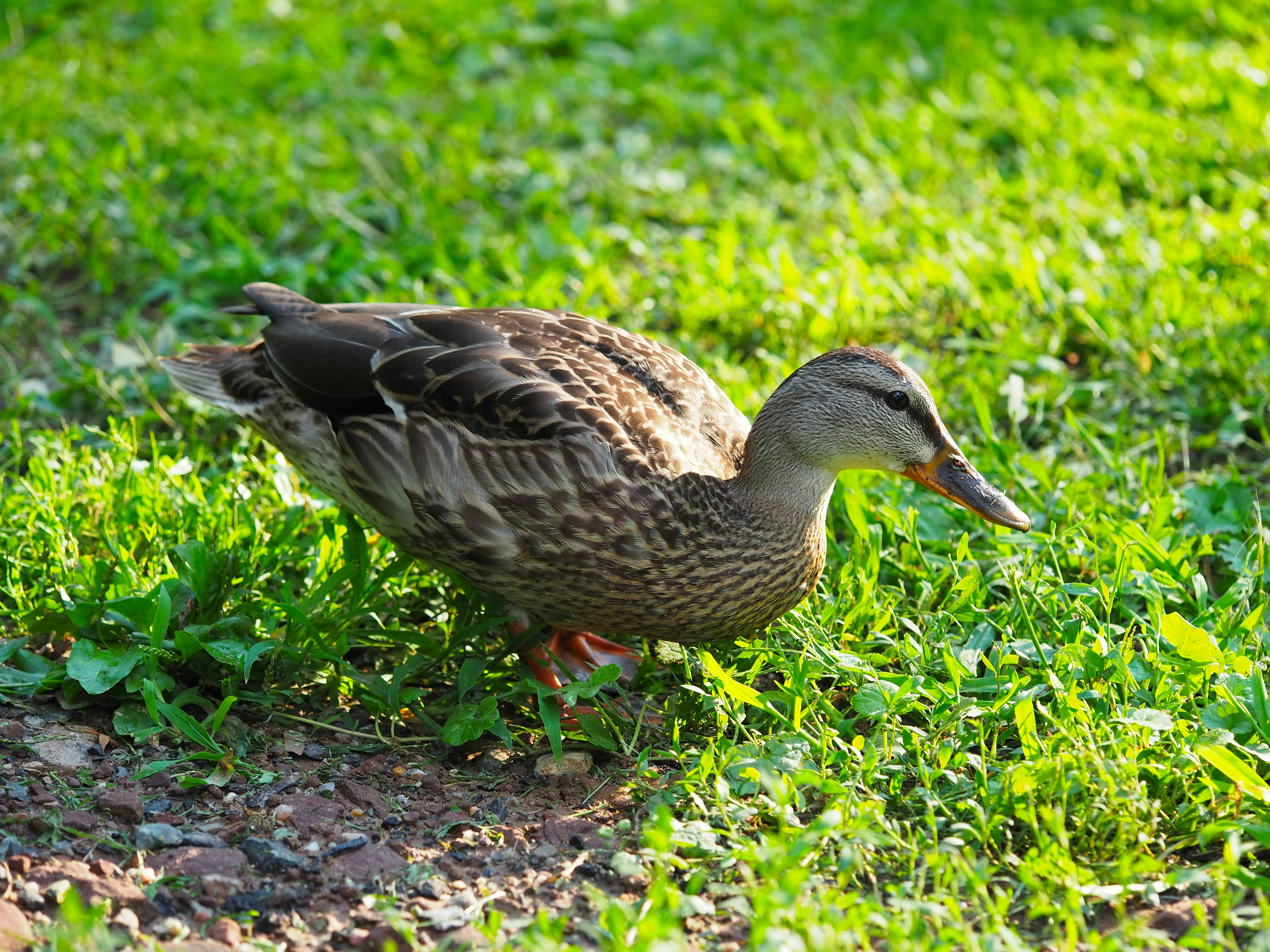 A female Mallard Duck that waddled closer.