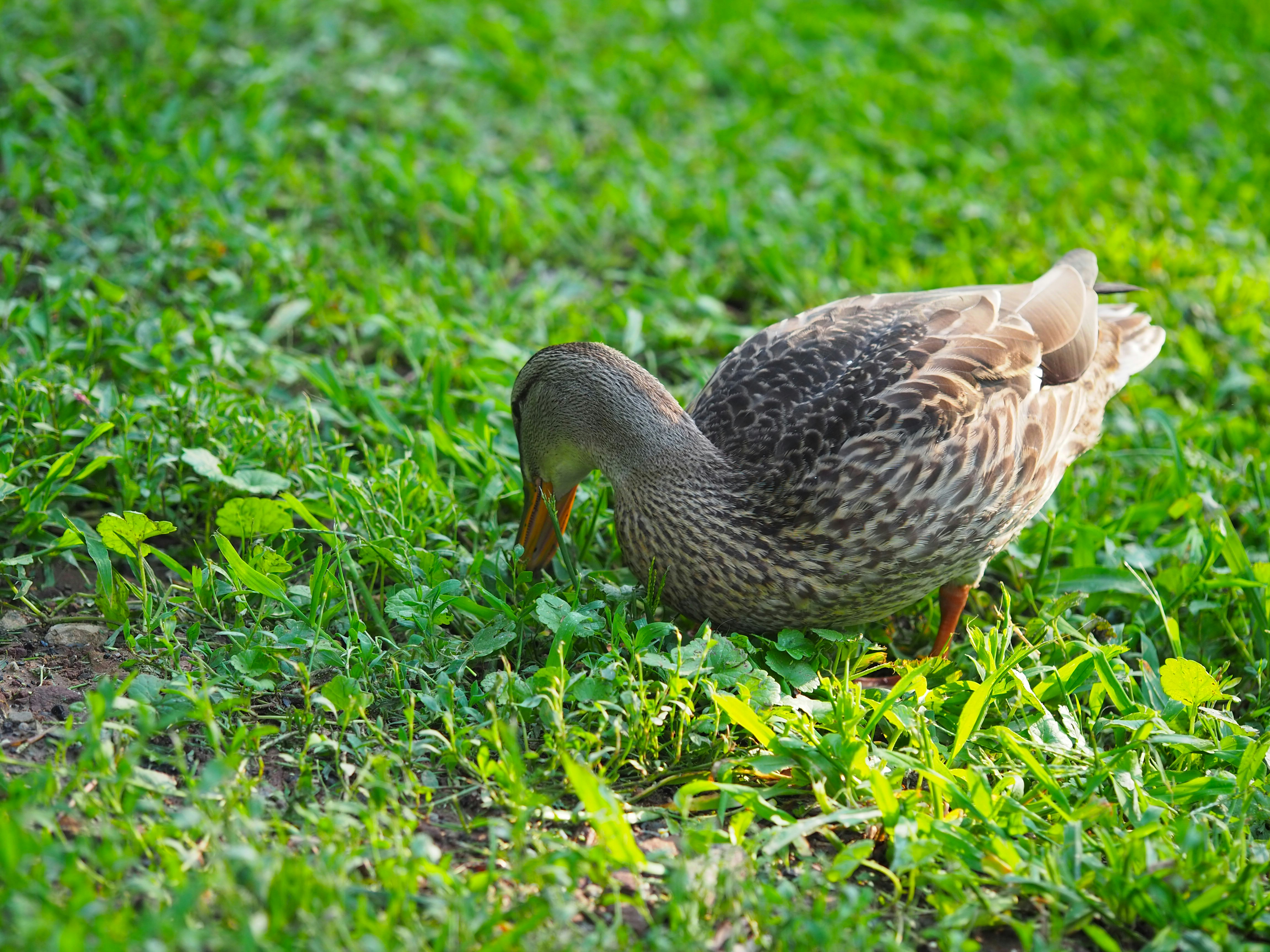 Feathered Forager in Sunlit Green Frame