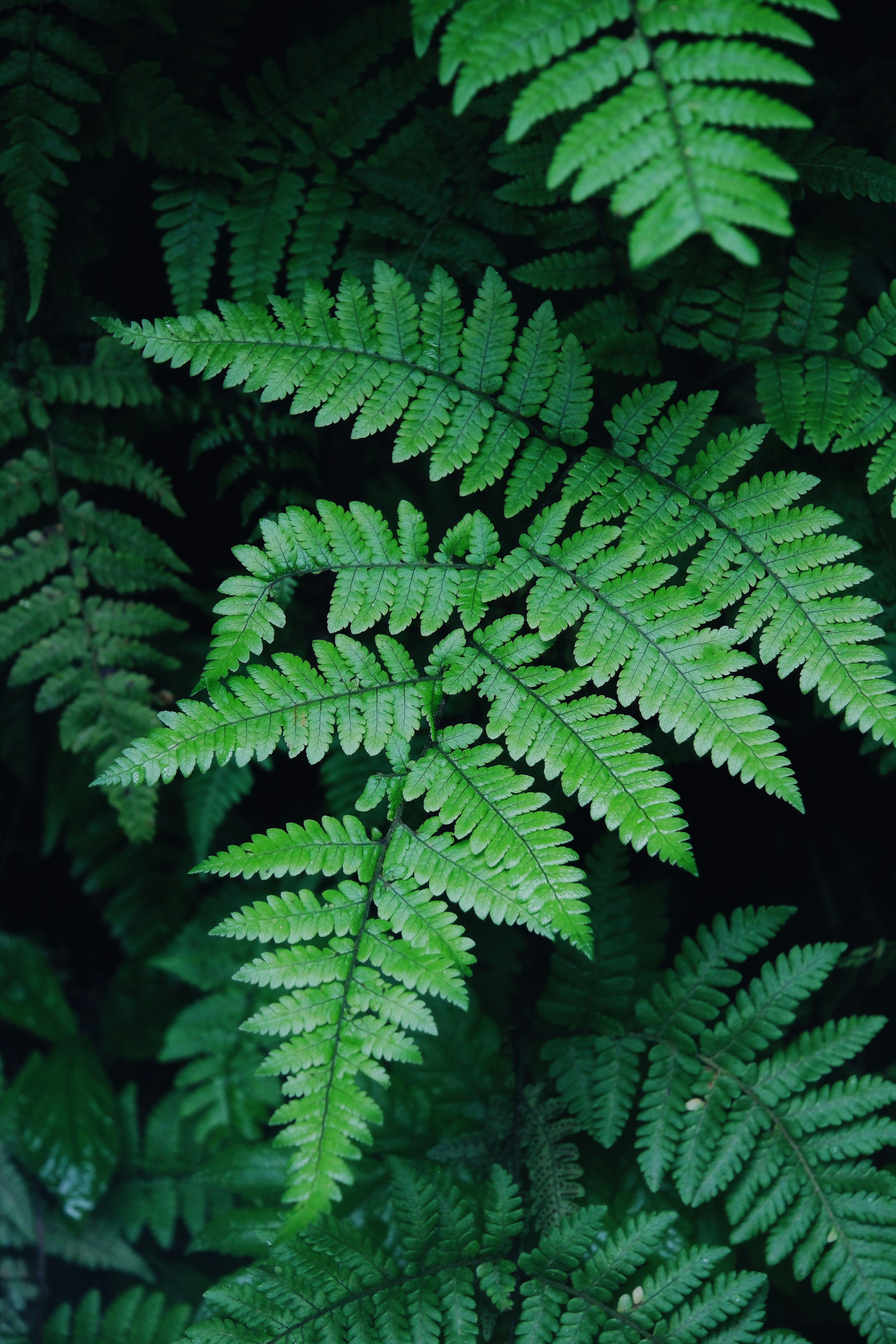 Emerald Fronds: A Quiet Dance of Ferns in Deep Shade