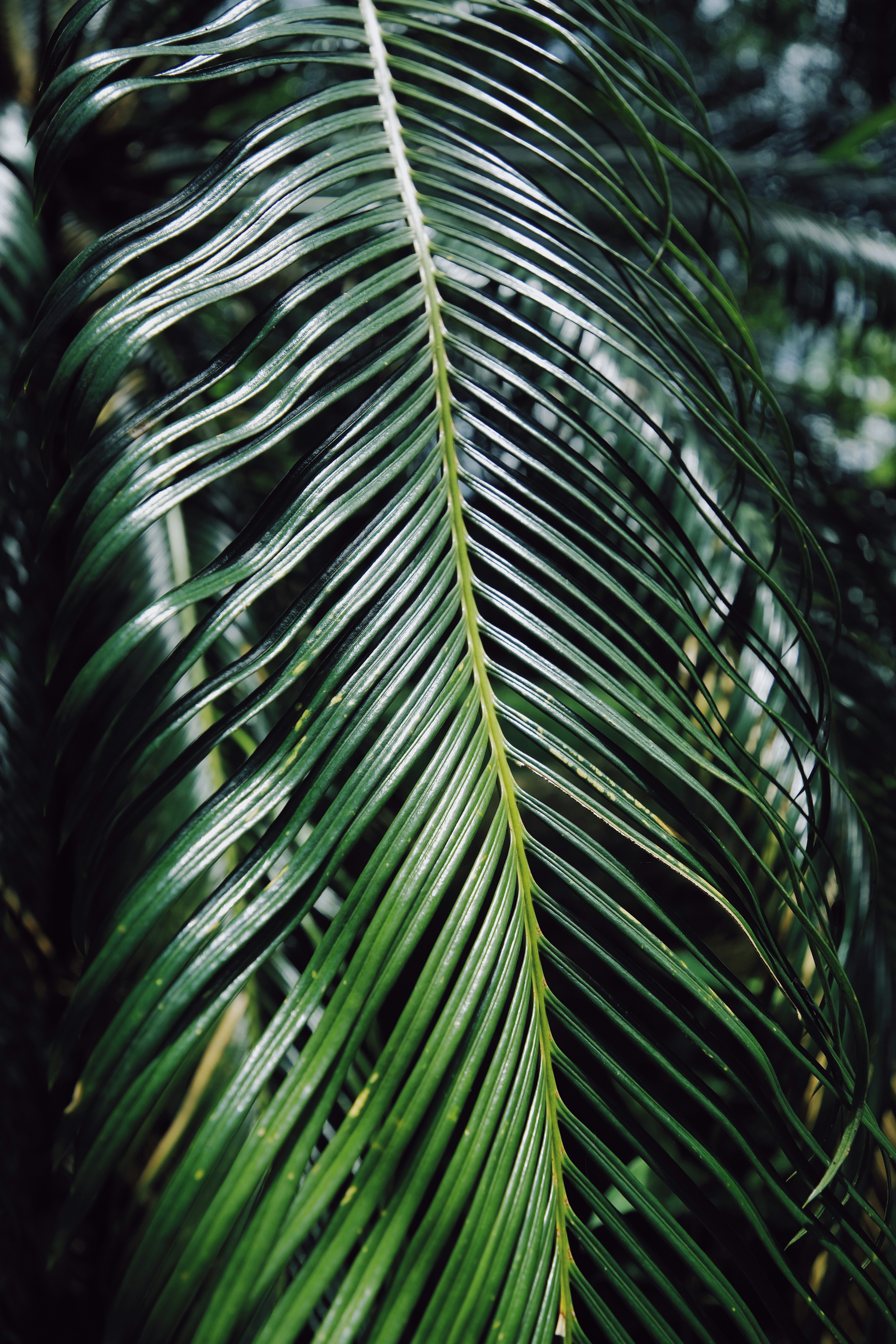 Fronds in Focus: A Narrow Palm Vein Reaches Across the Frame