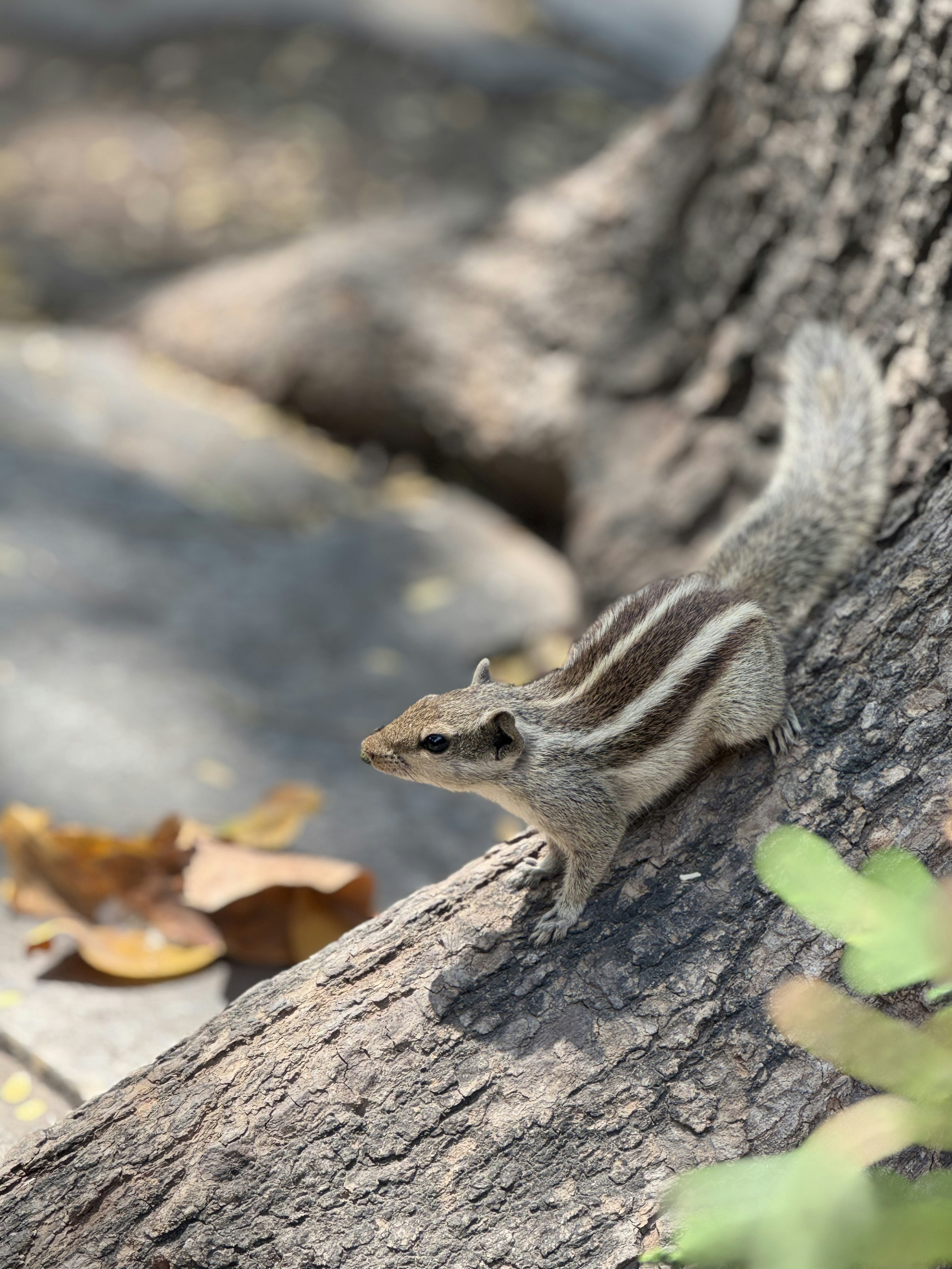 Chipmunk Scout on the Bark Ridge