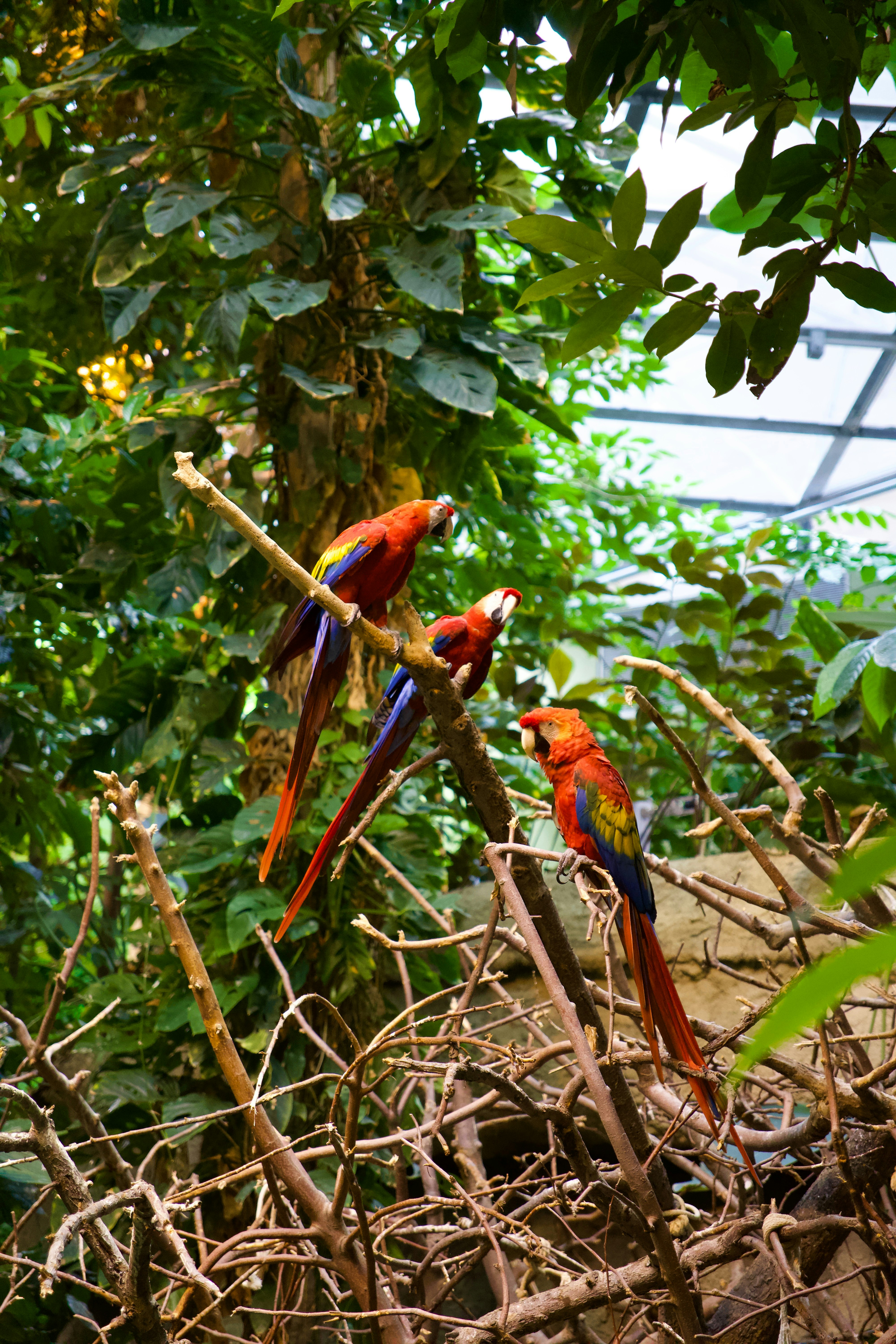 Three Scarlet Macaws Perched on Bare Branches Amid Tropical Foliage