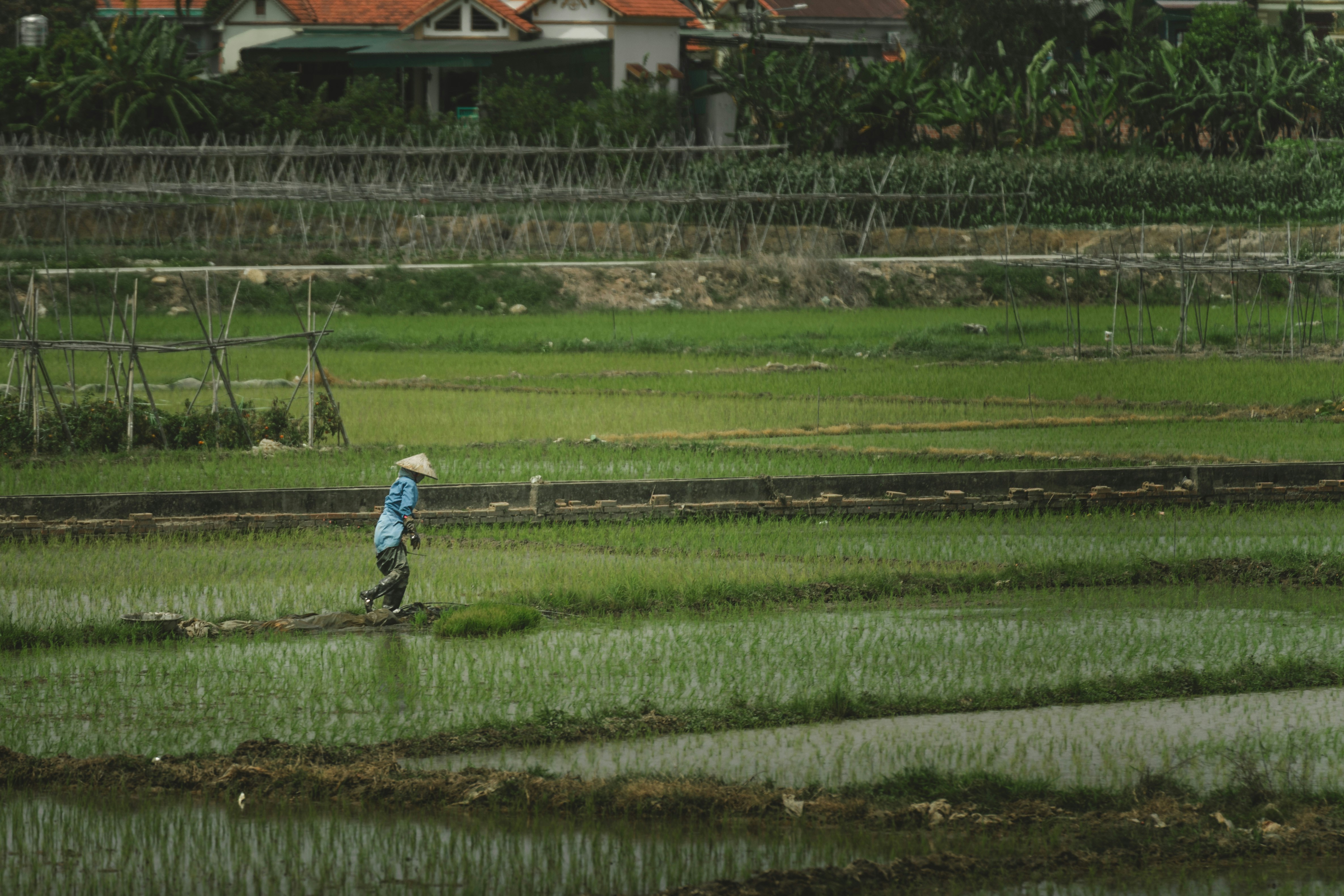 Field Walker in a Verdant Patchwork