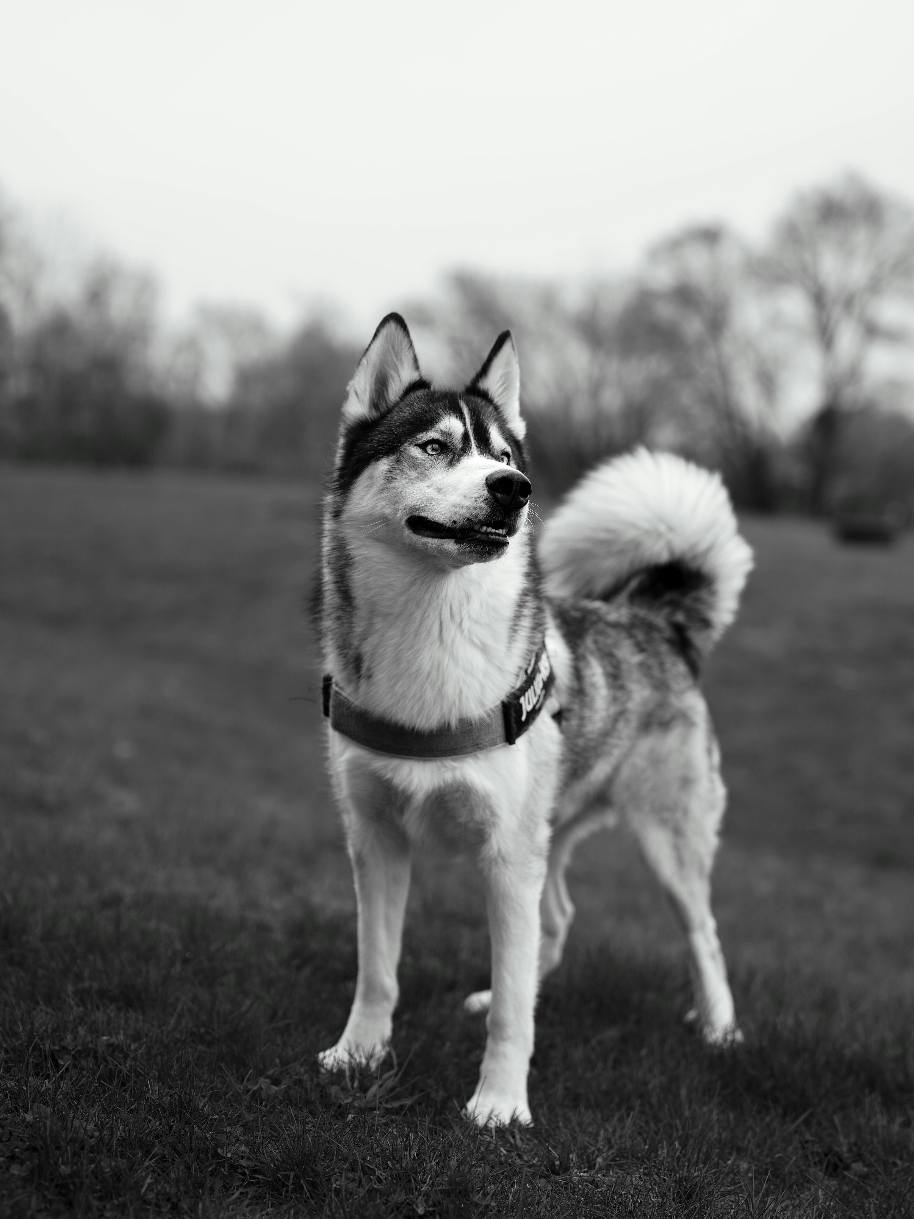 Alert Husky under the Parkscape Sky
