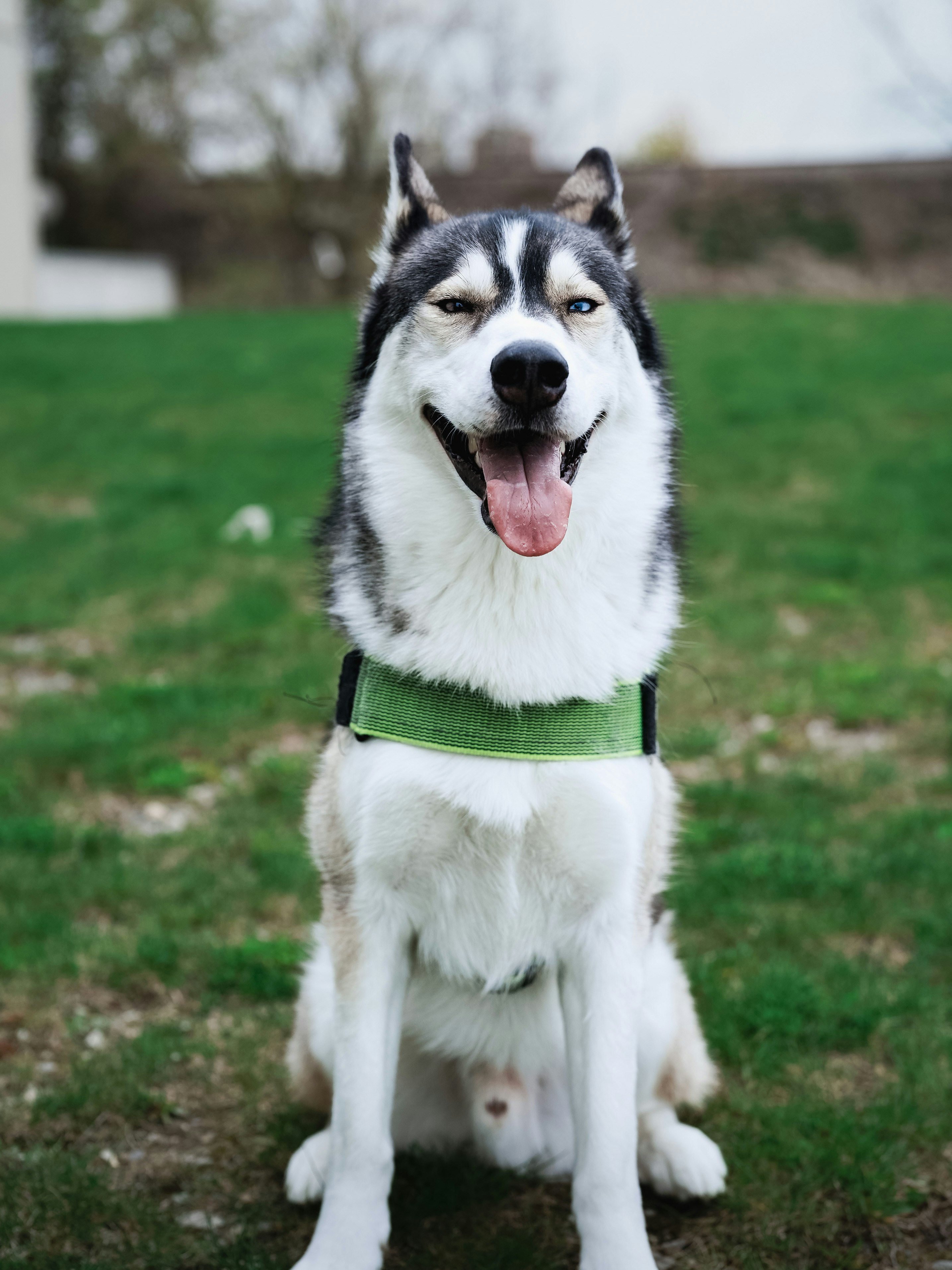 Smile Across the Grass: A Grinning Husky in a Green Collar
