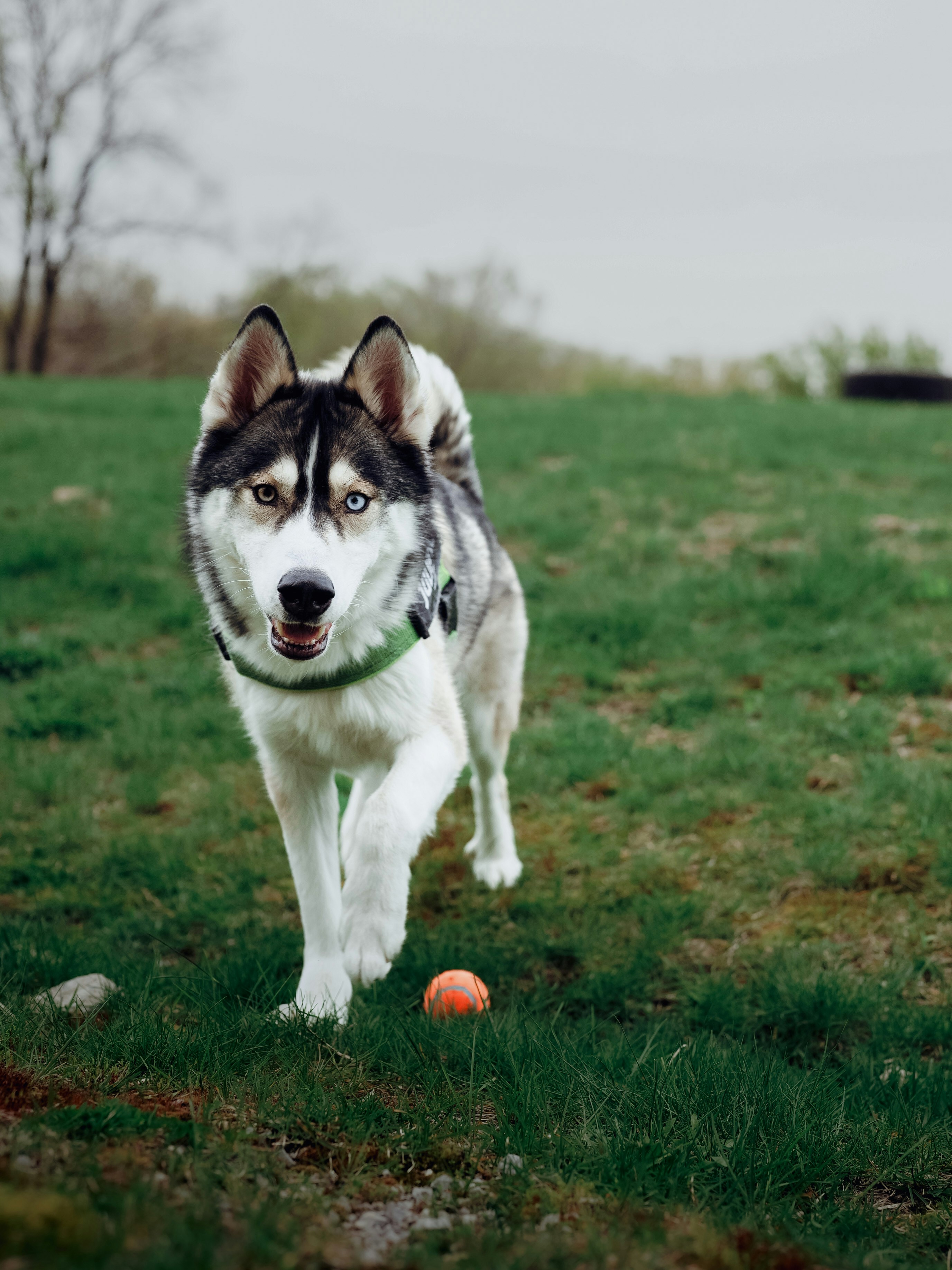 Pensive Pup on the Verge of a Ball Chase