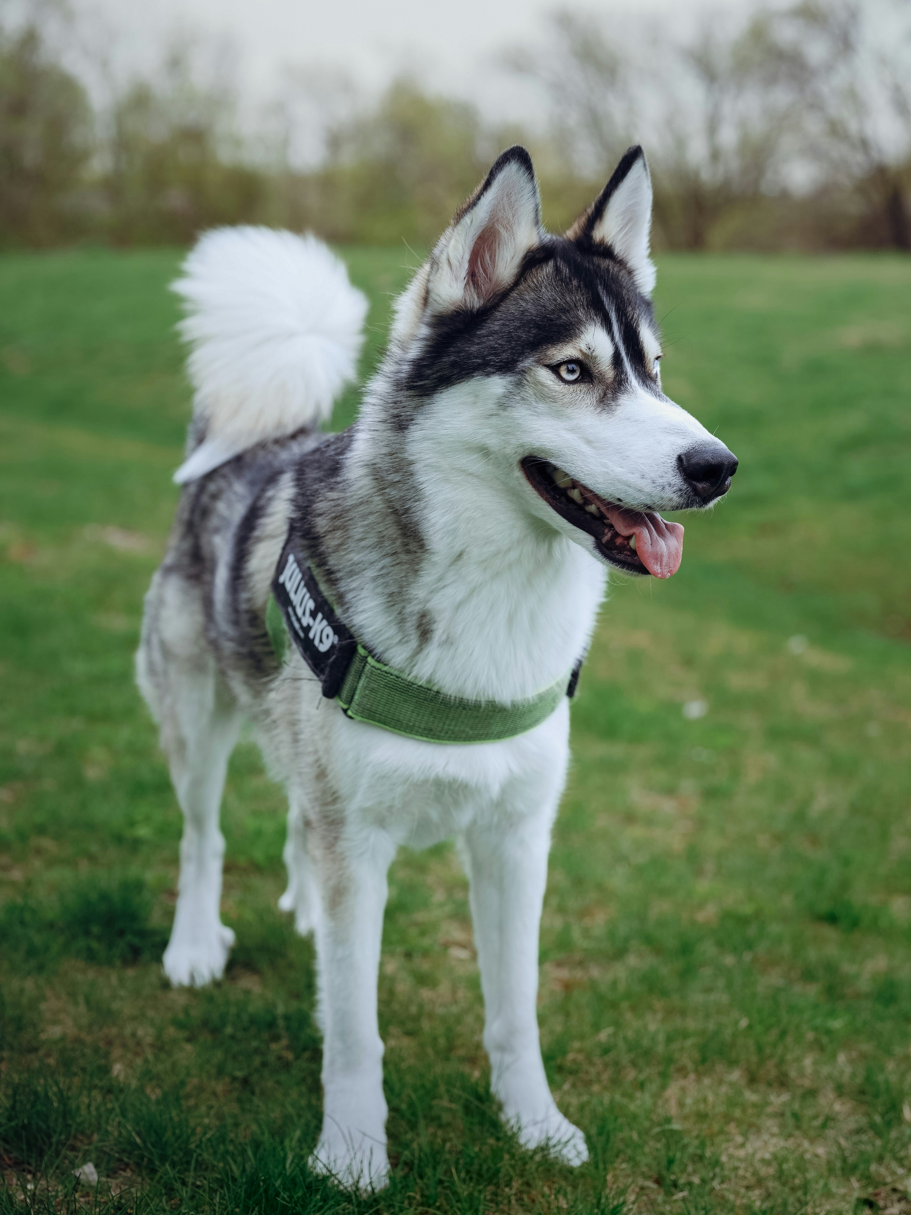 Curious Eyewitness: A Husky in Park Comfort