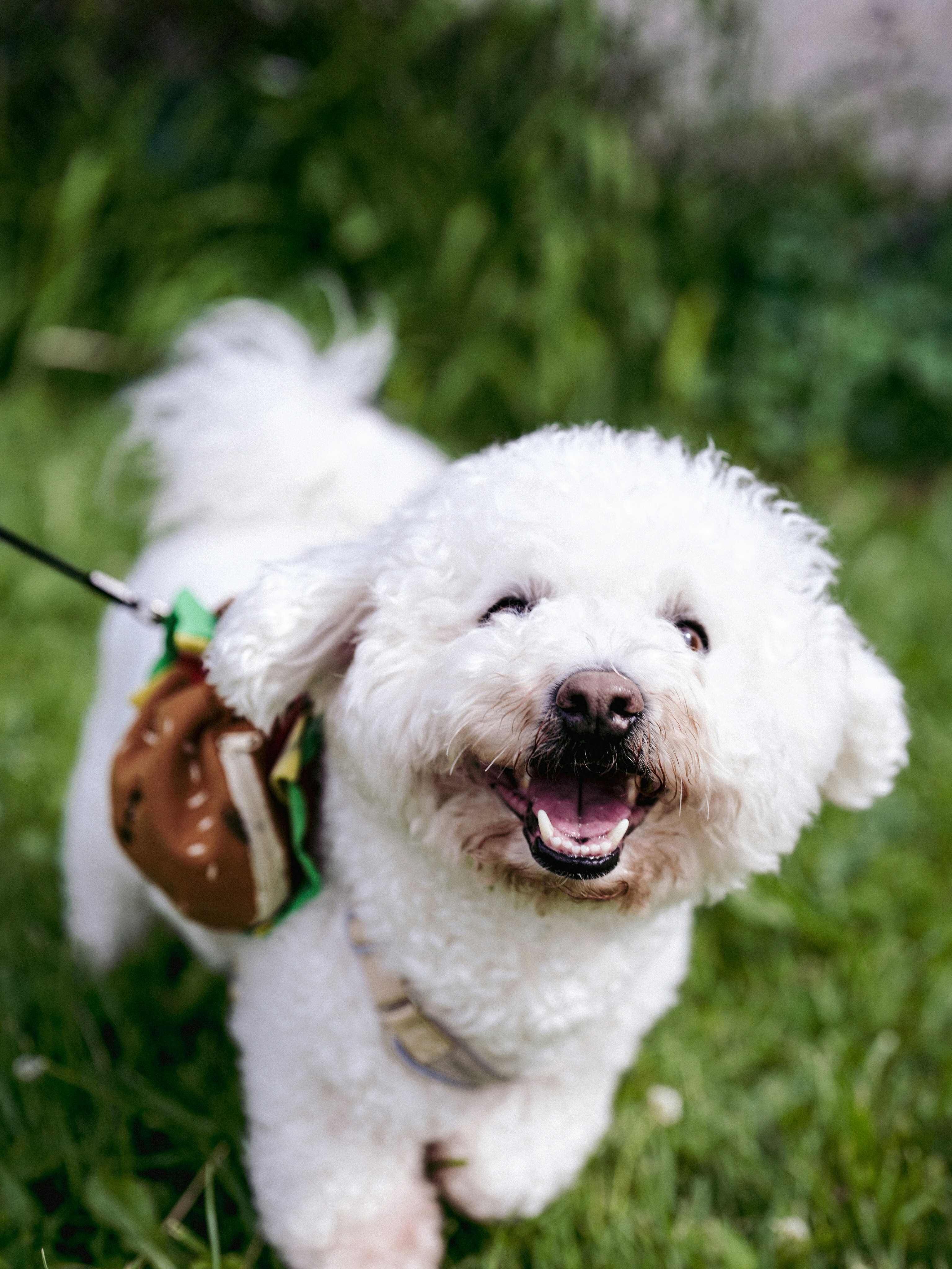 Joyful Paws inSoft White: A Sunny Park Portrait
