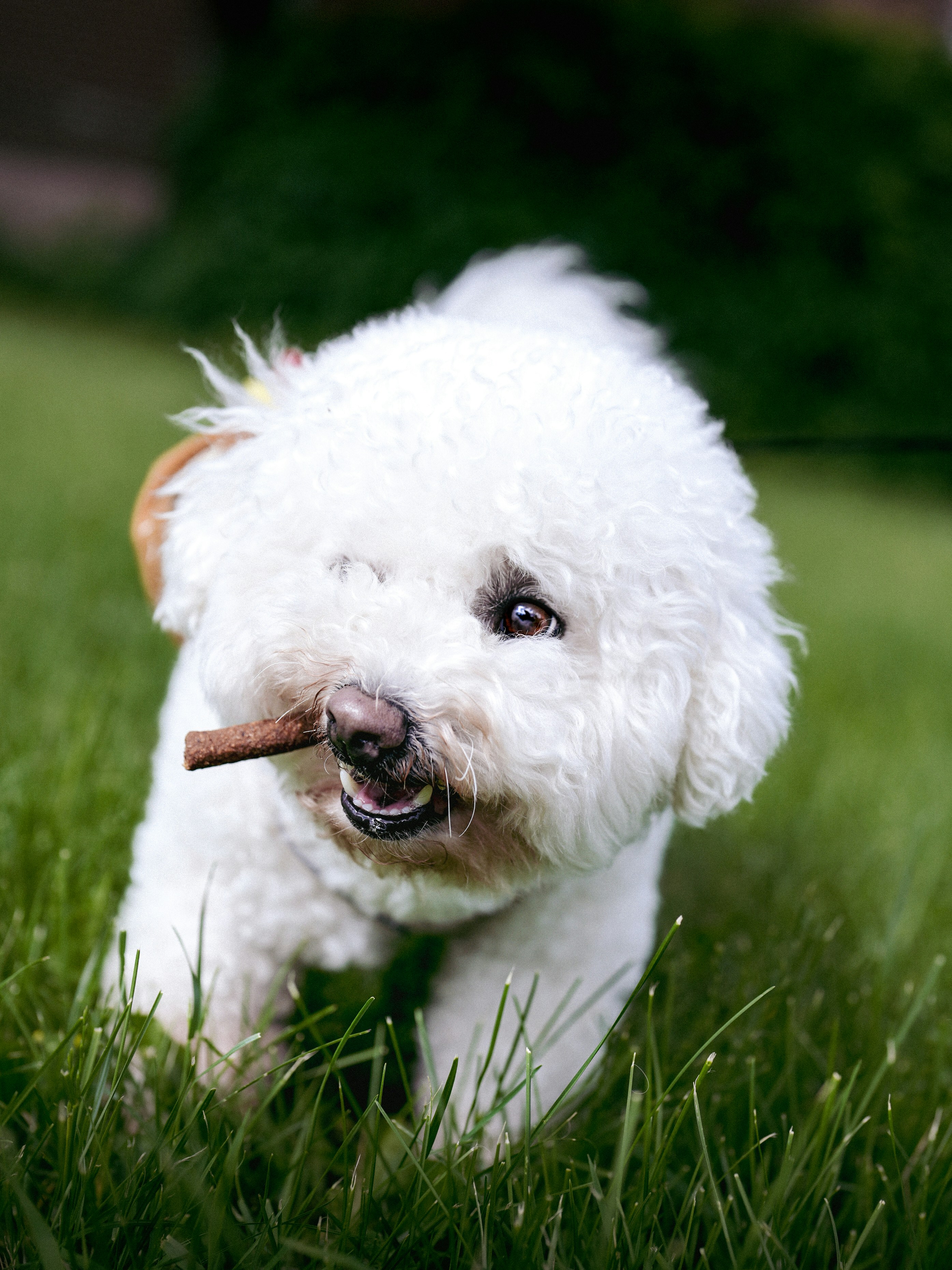 White Basset: A Playful Pup Gripping a Stick in Sunlit Grass