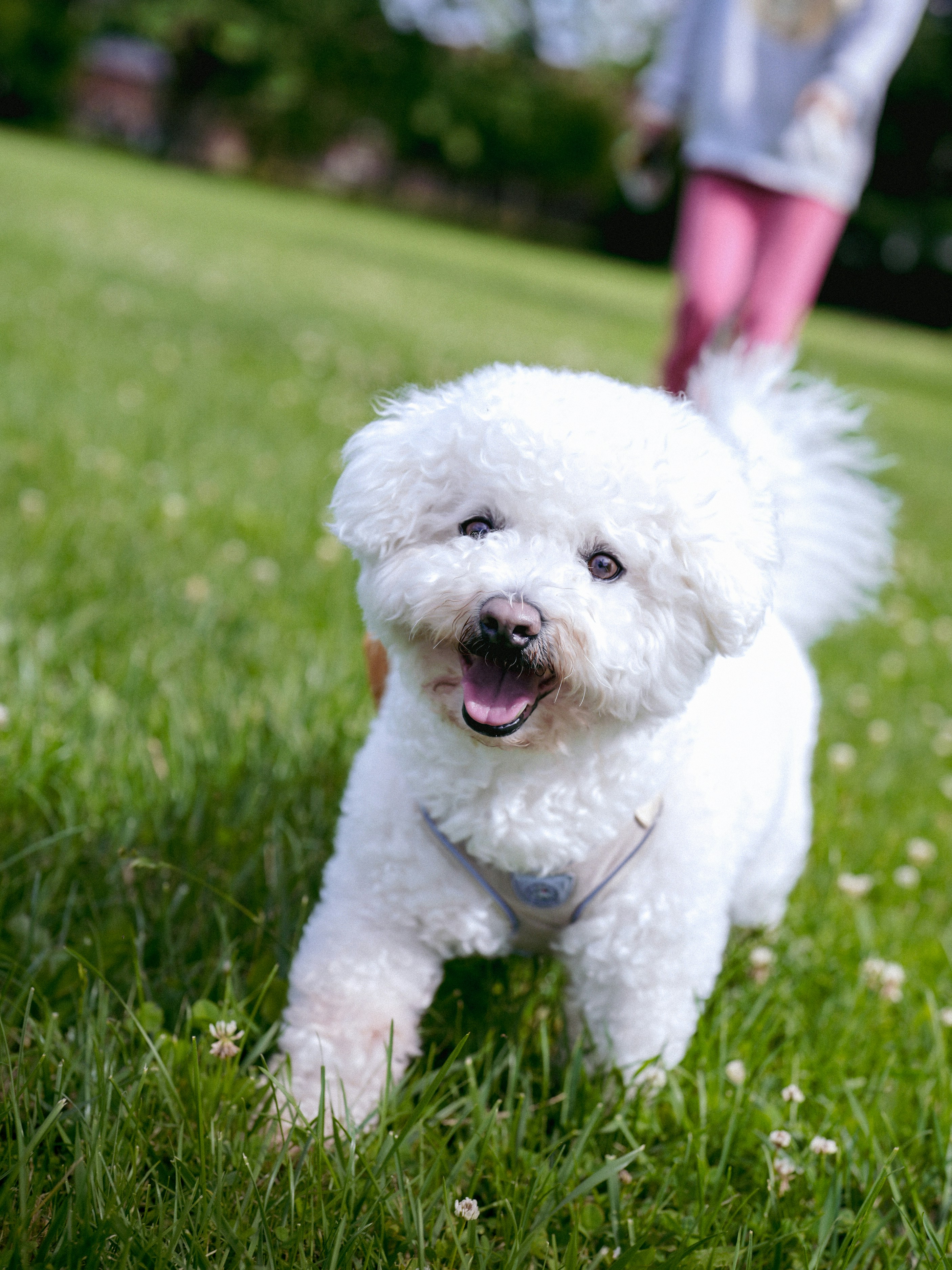 Joyful White Poodle Bounding in a Sunlit Park