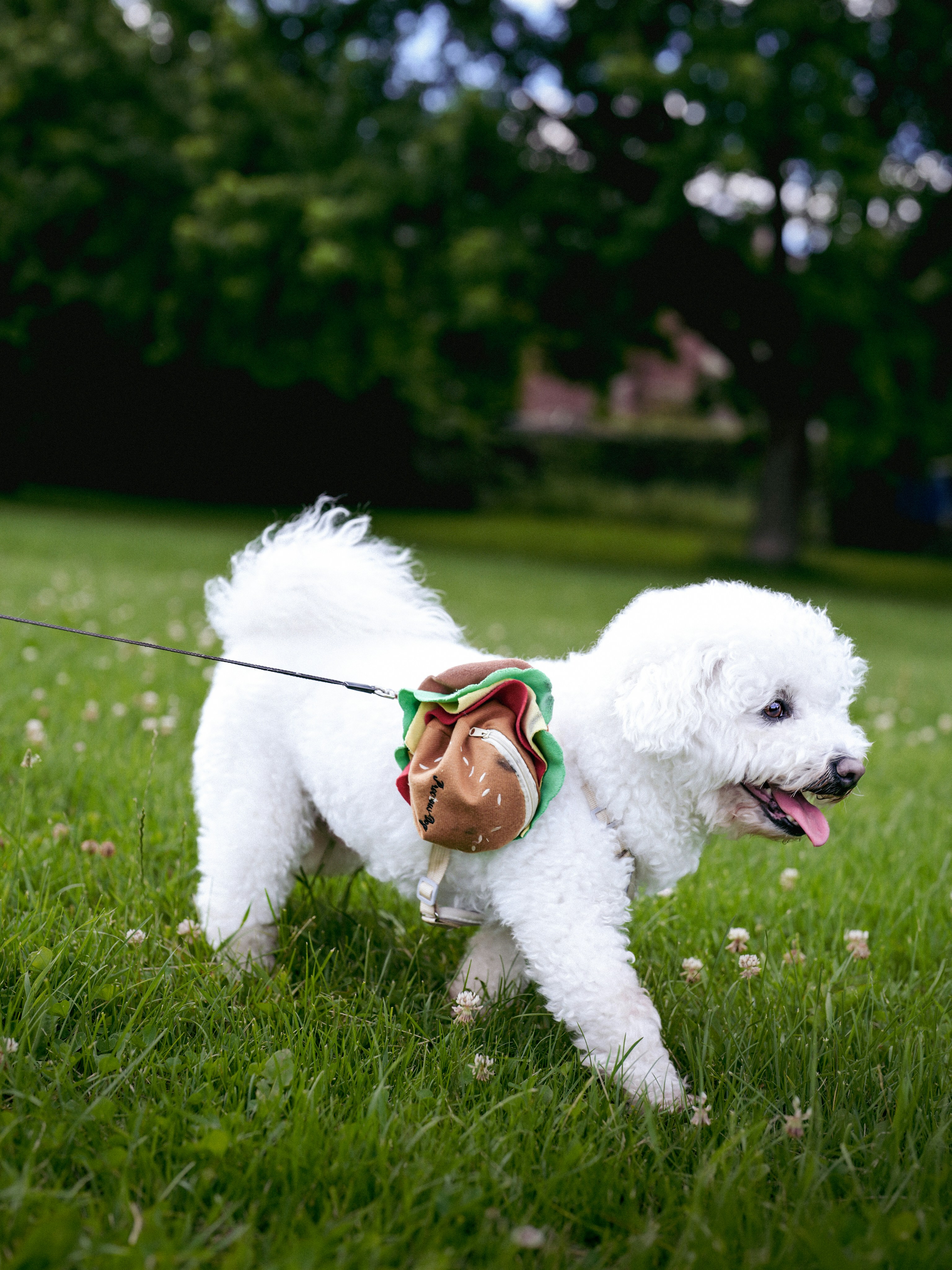 White Poodle on a Leash in a Sunlit Park
