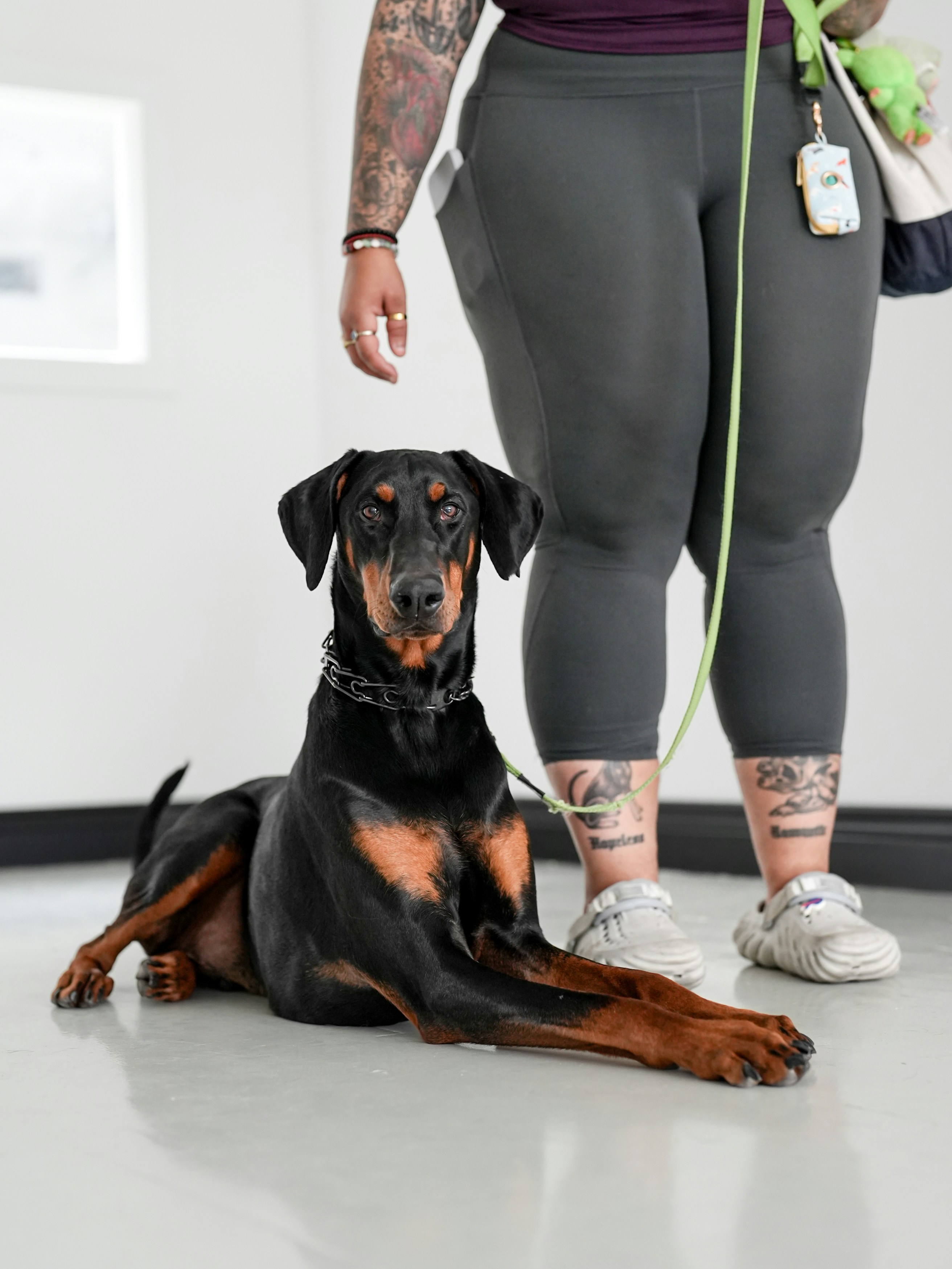 Lounge-Line: A Dignified Doberman in Quiet Indoors