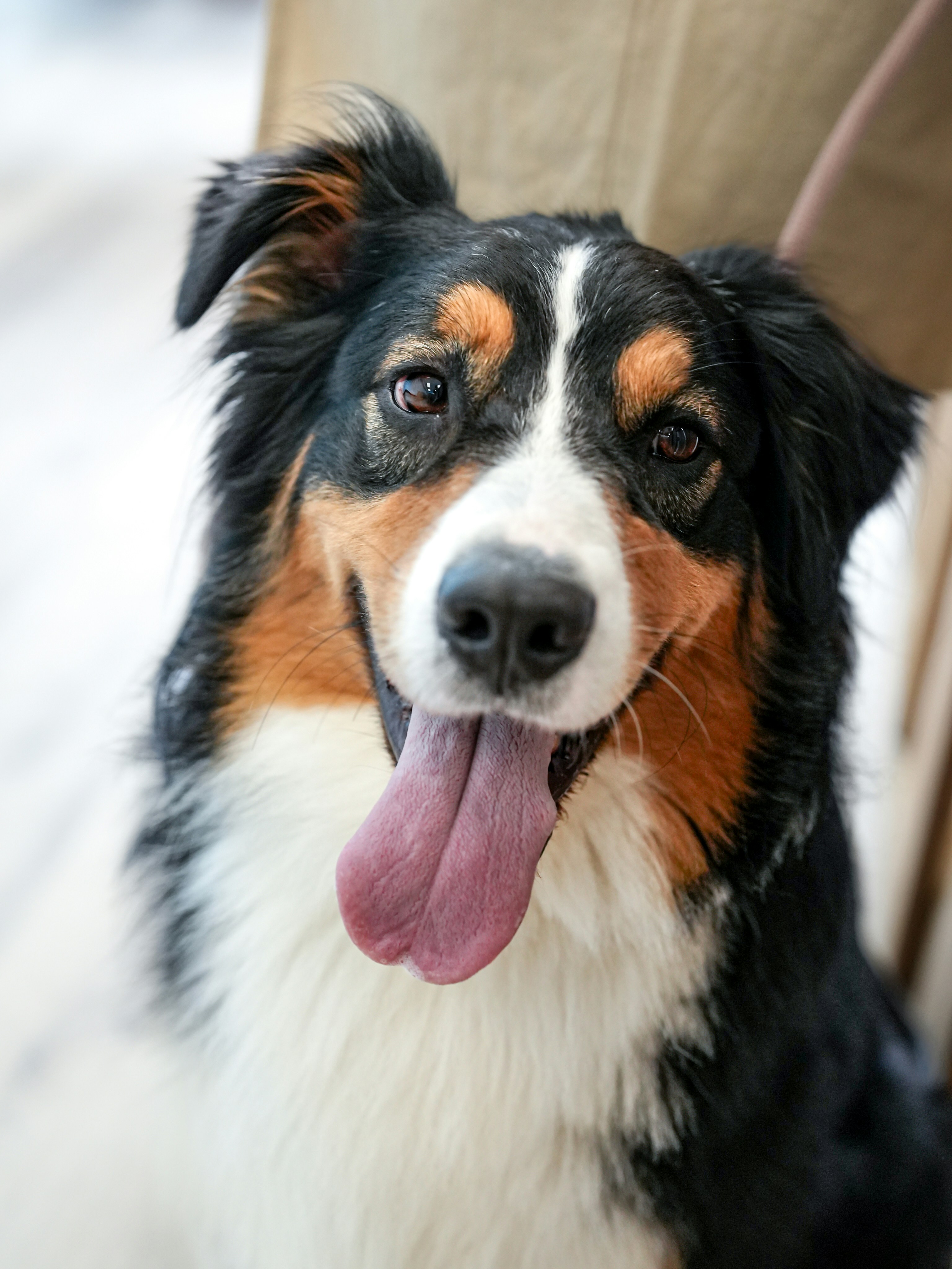 Happy Goof: A Wagging Portrait of a Tri-Color Australian Shepherd