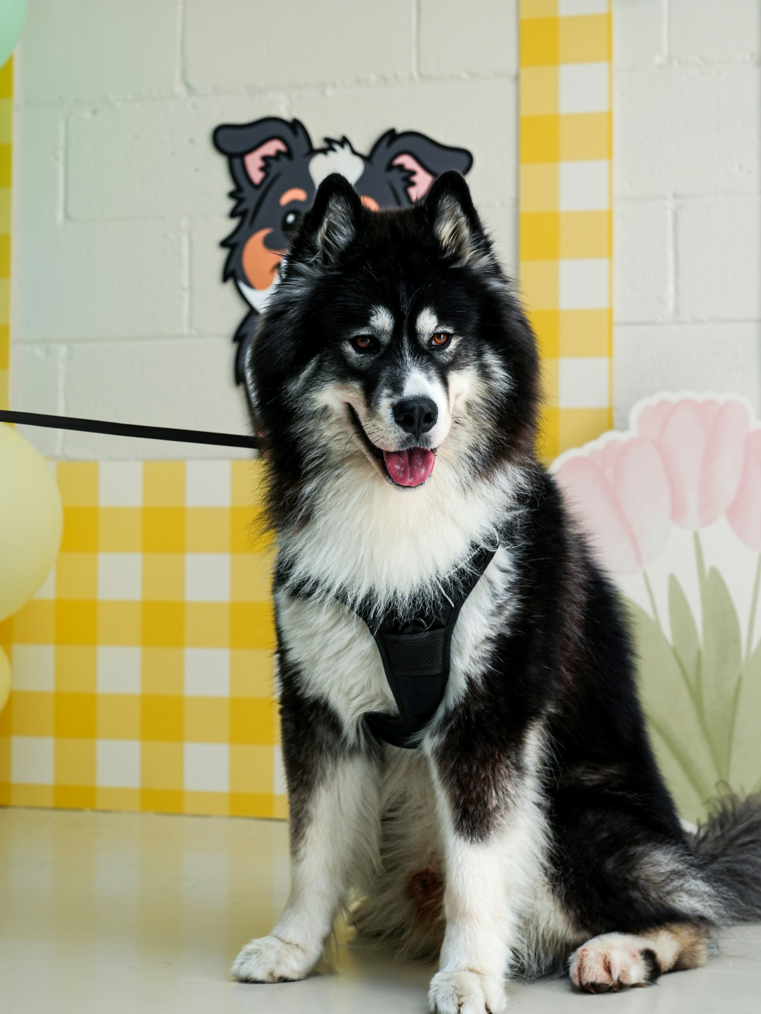 Sunny Husk: A confident husky sits before a pastel stage