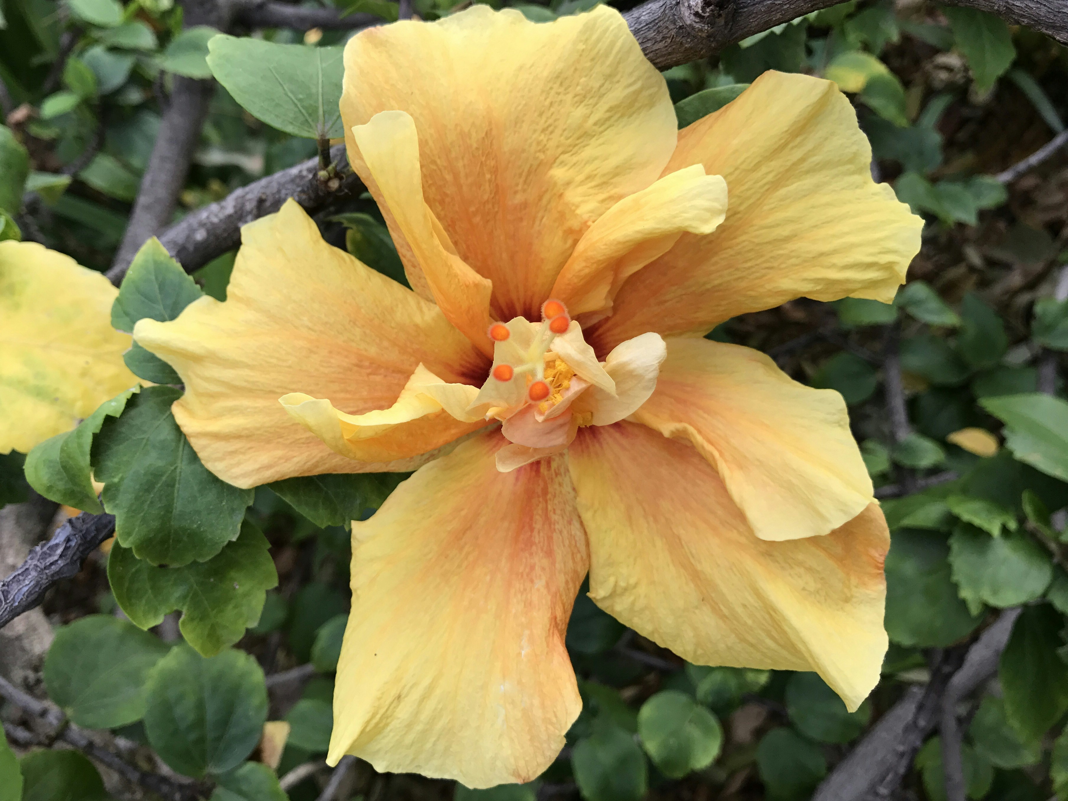 Golden Hibiscus Bloom: Sunlit Petals in a Green Canopy