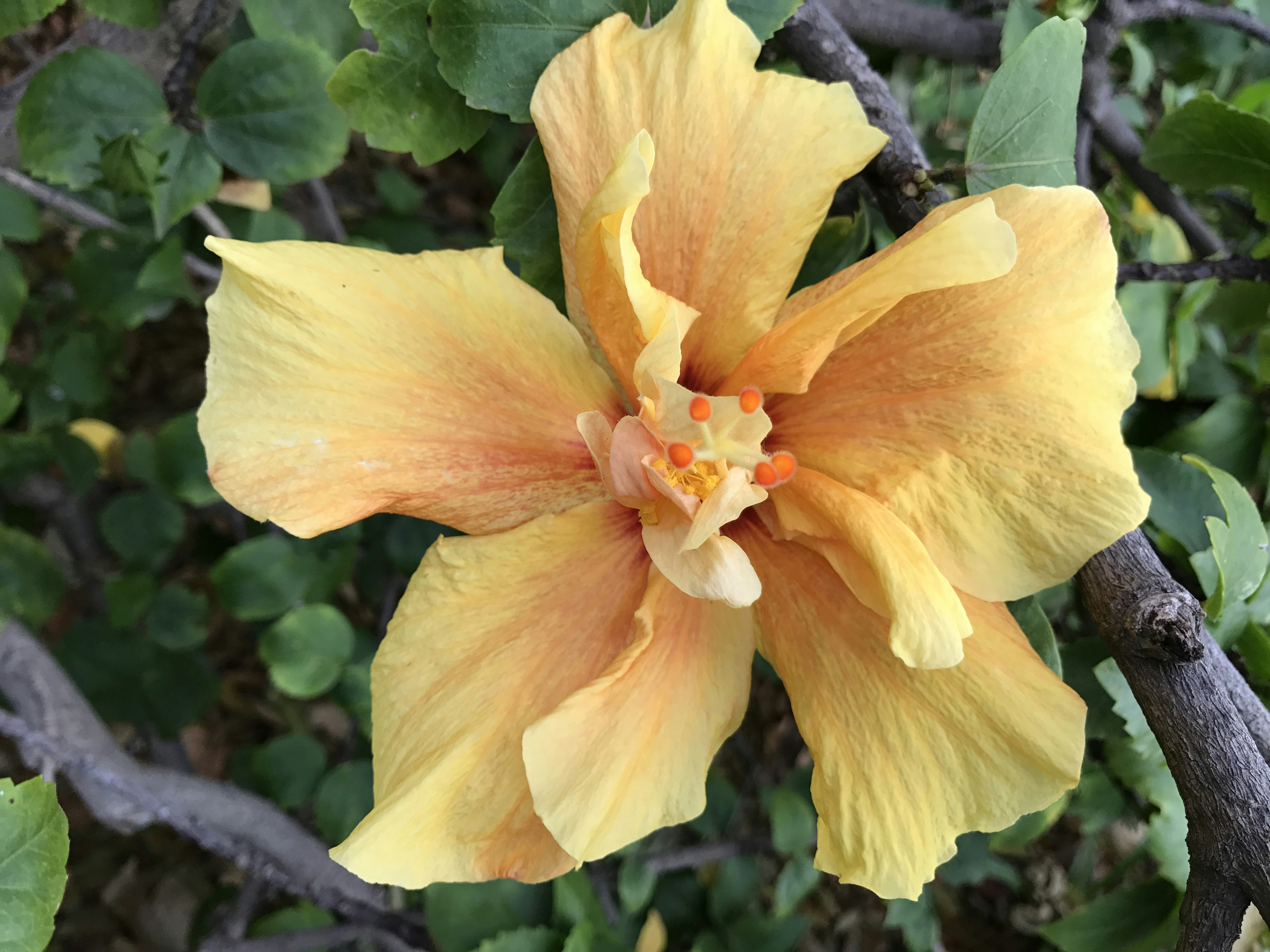Golden Hibiscus in Quiet Green: A Sunlit Petal Flush