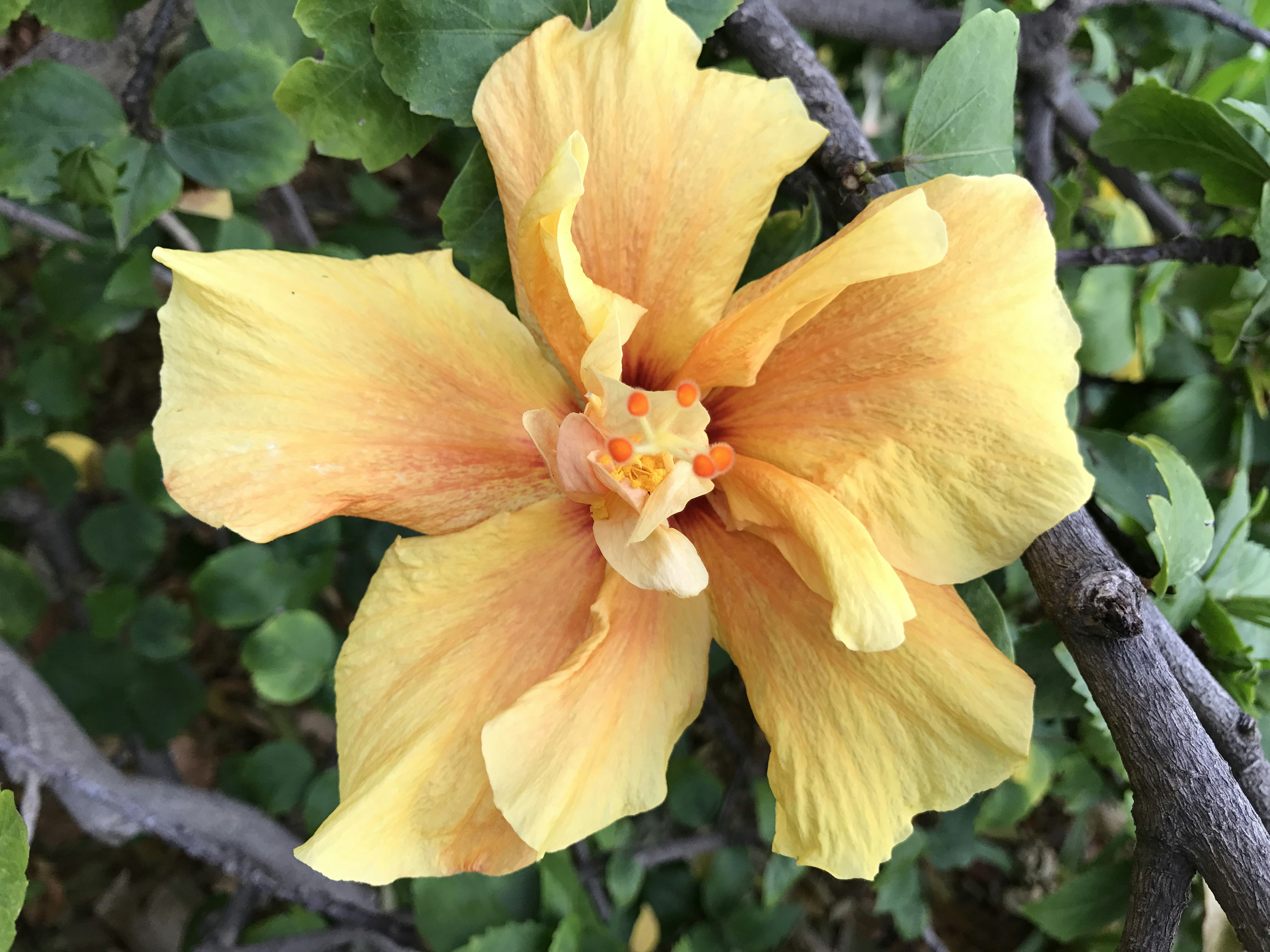 Sunlit Orchid of Fire: A Bright Orange Hibiscus in Focus