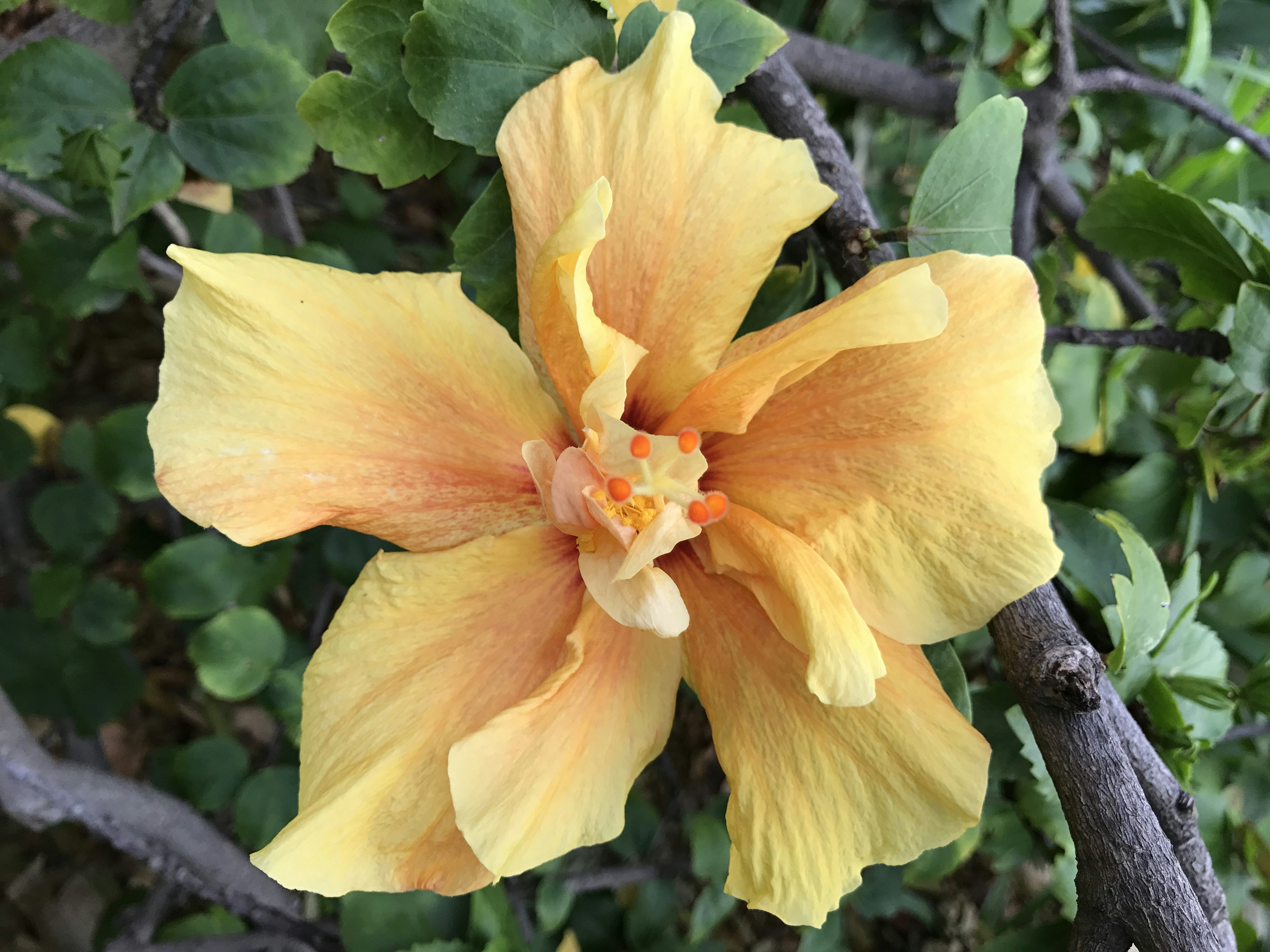 Sunlit Hibiscus Bloom in Fresh Green Frame
