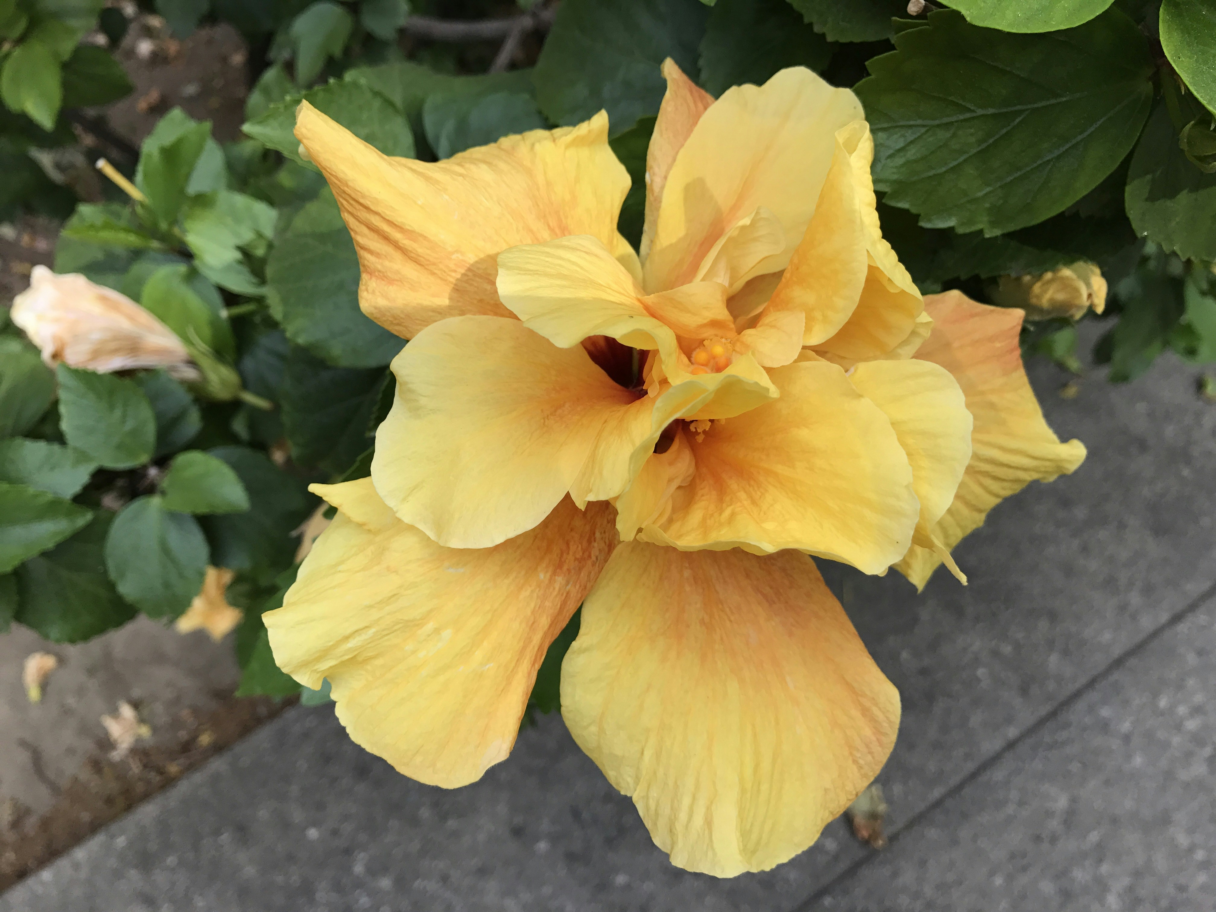 Golden Hibiscus Bloom Framed in Garden Light