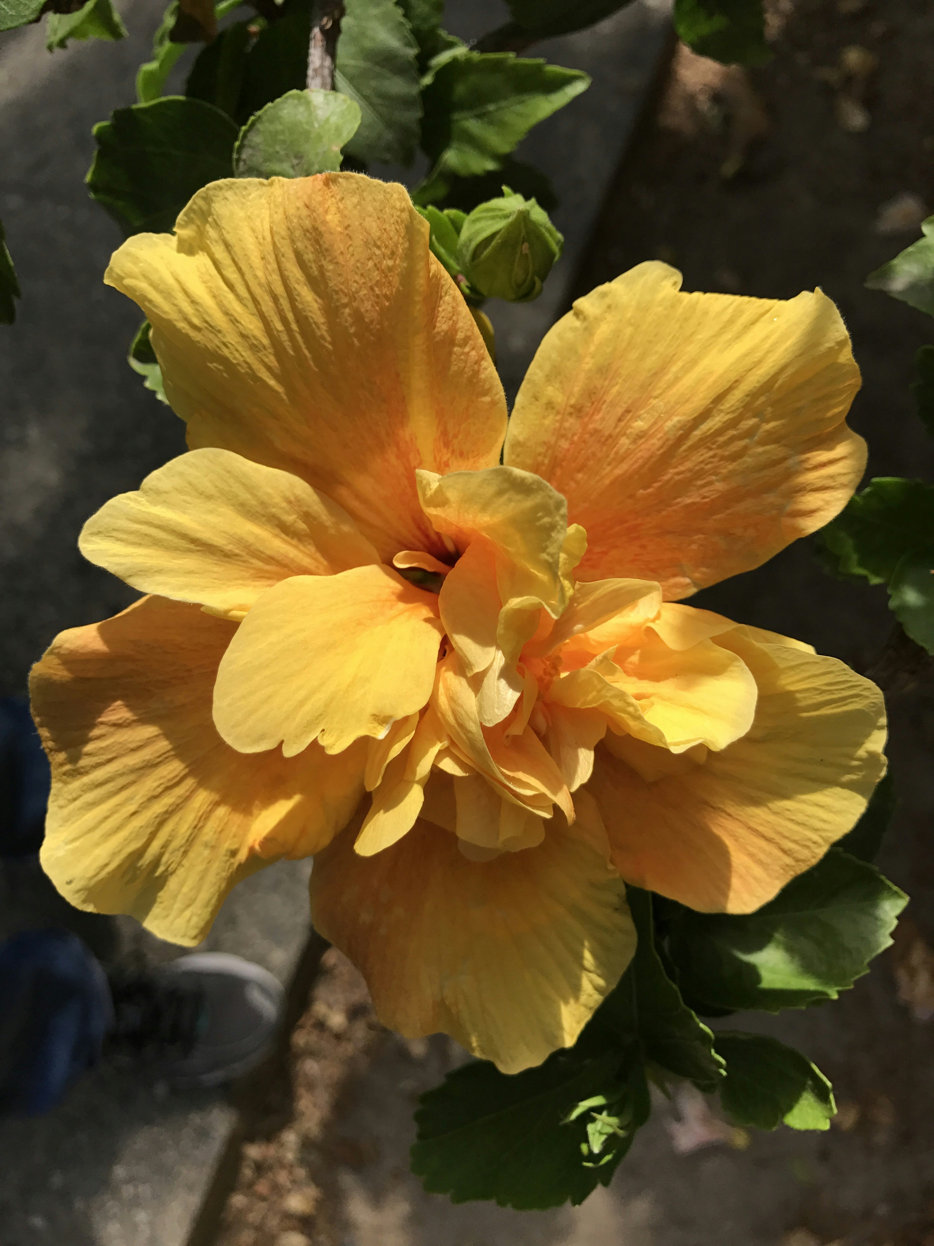 Sunlit Orange Hibiscus Bloom Anchoring a Quiet Garden