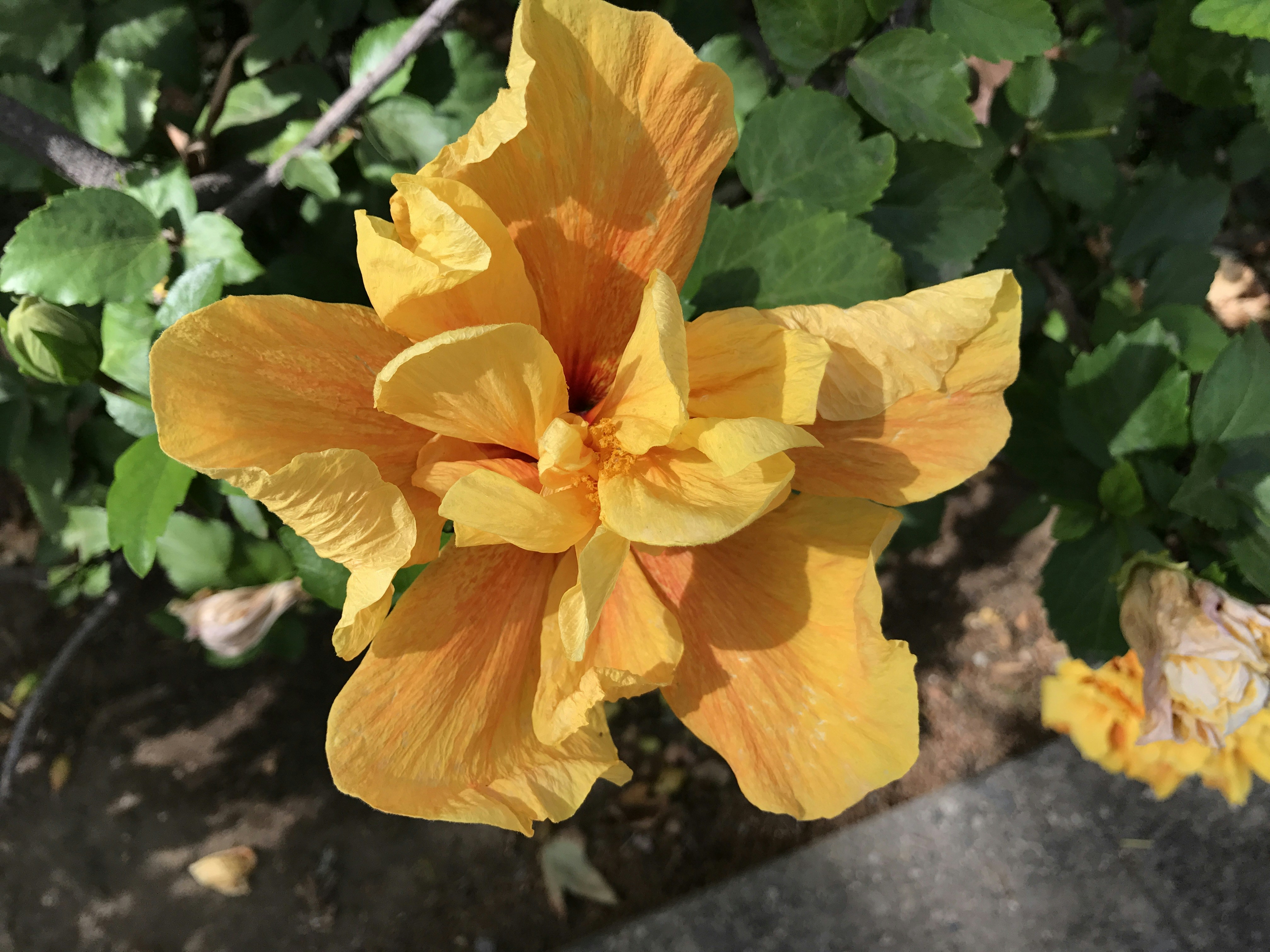 Bright orange hibiscus blossom with delicate petals sits among green foliage in a sunlit garden bed.
