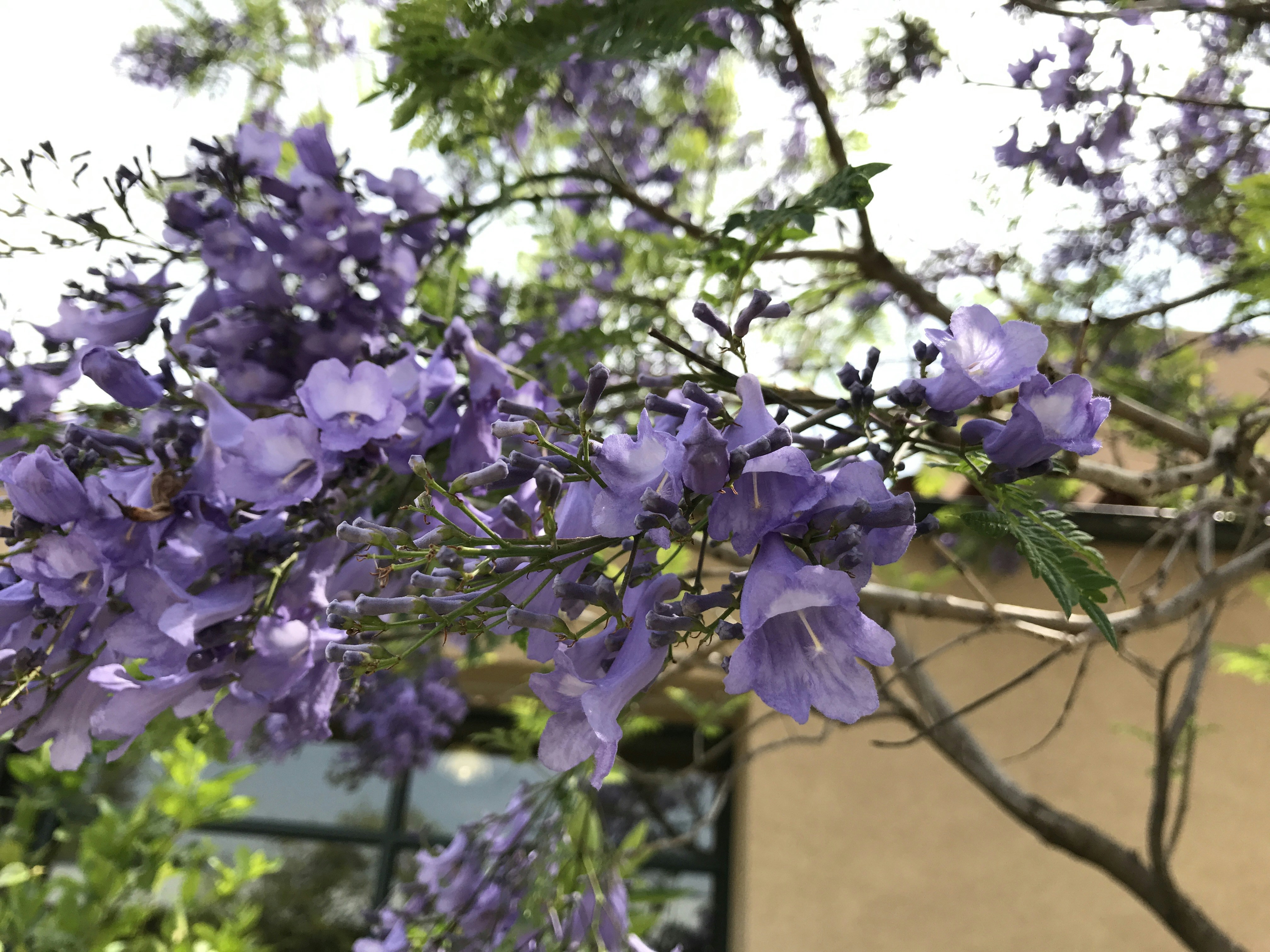 Purple bloom cascade against a sunlit courtyard