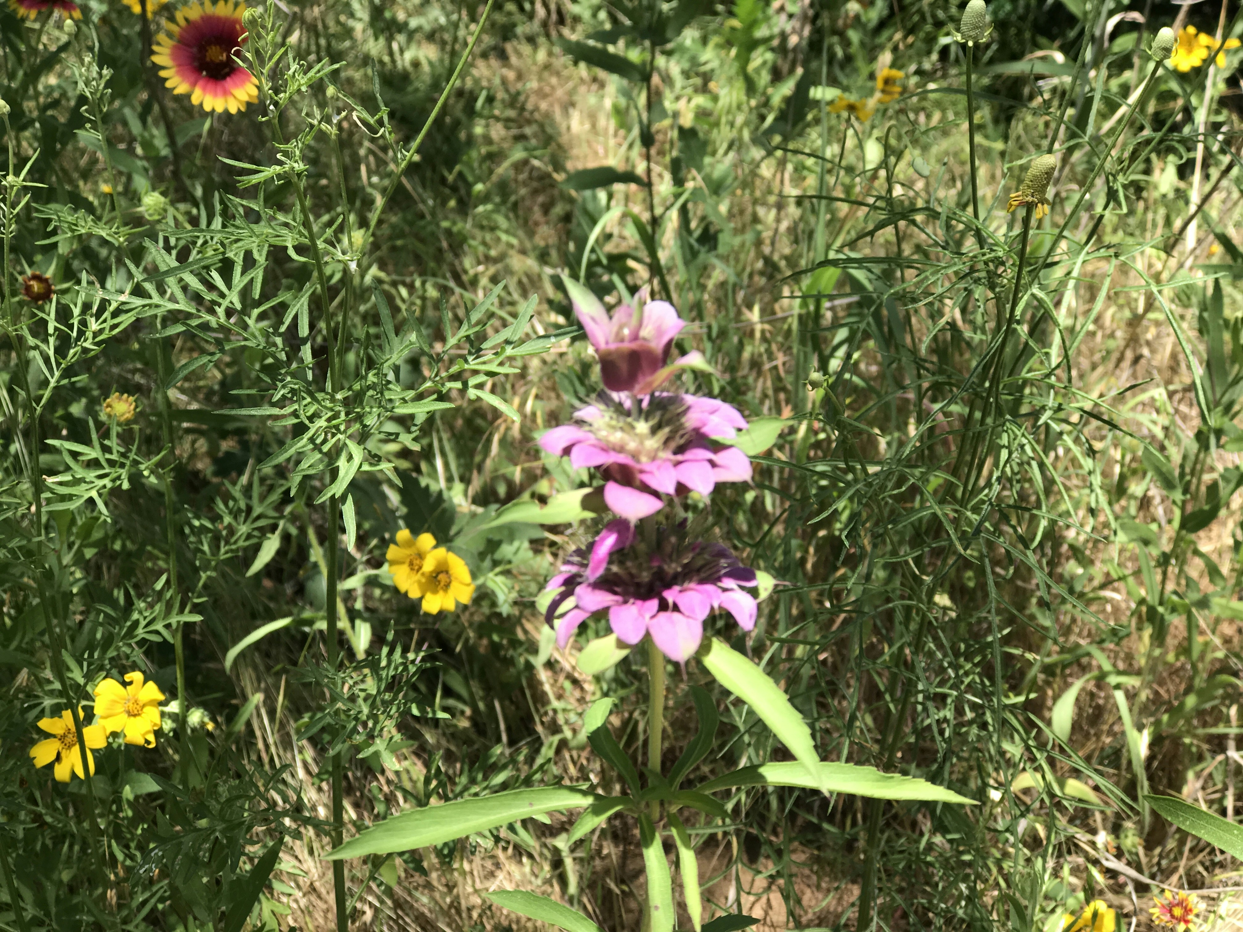 Pink-centered wildflower triumph in sunlit meadow