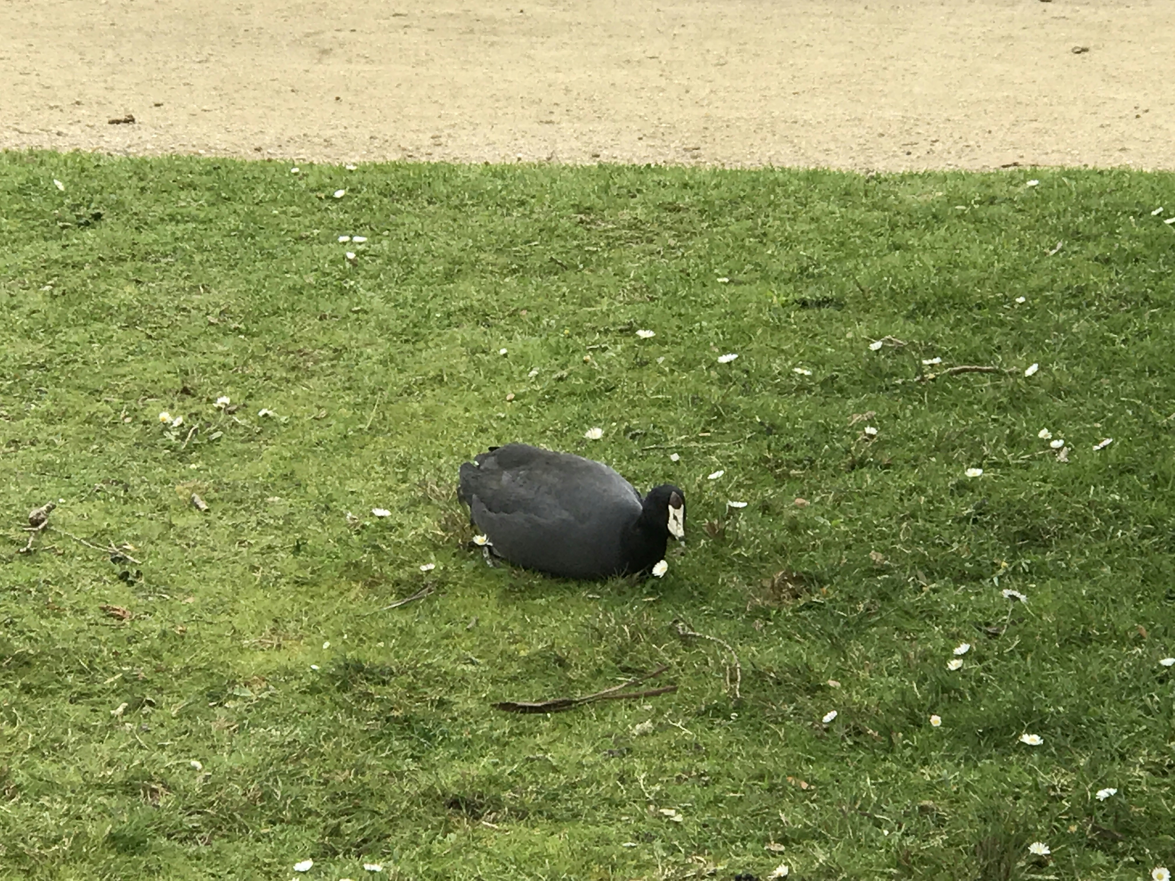 A solitary coot rests on a sunlit park lawn