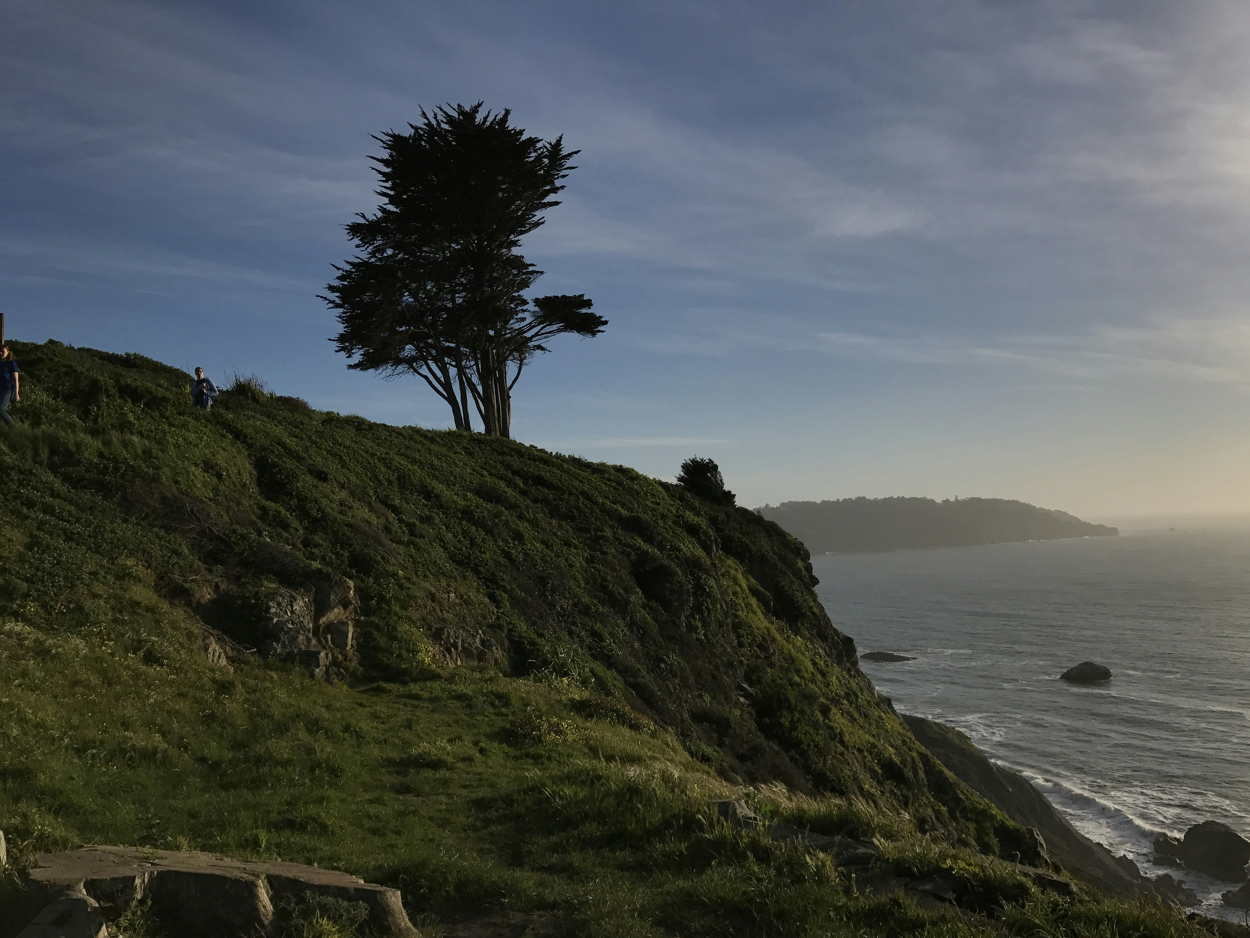 Tree on the Coastal Cliff Against the Atlantic Light
