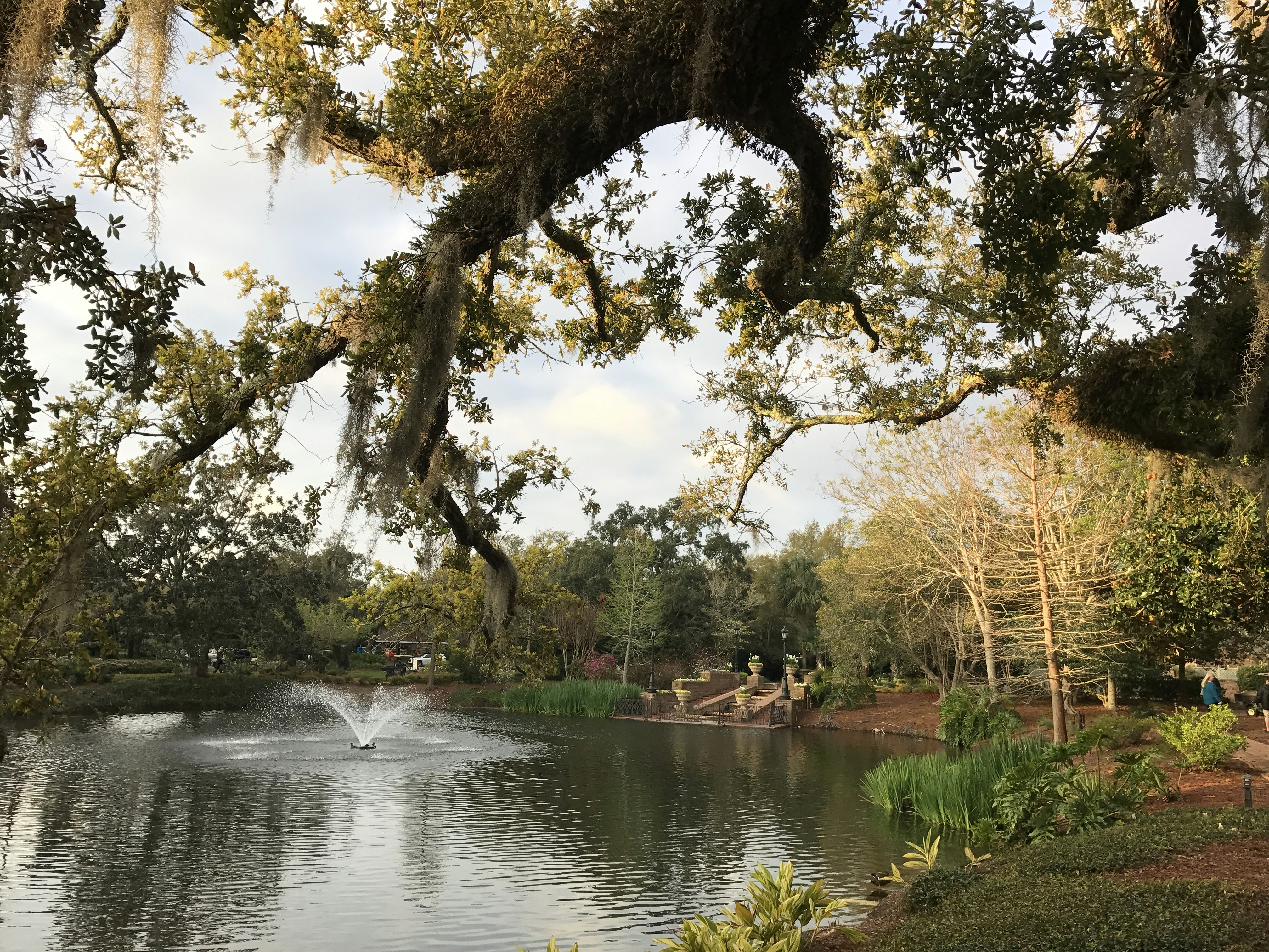 Lang Arbor Canopy Overlooking a Serene Pond