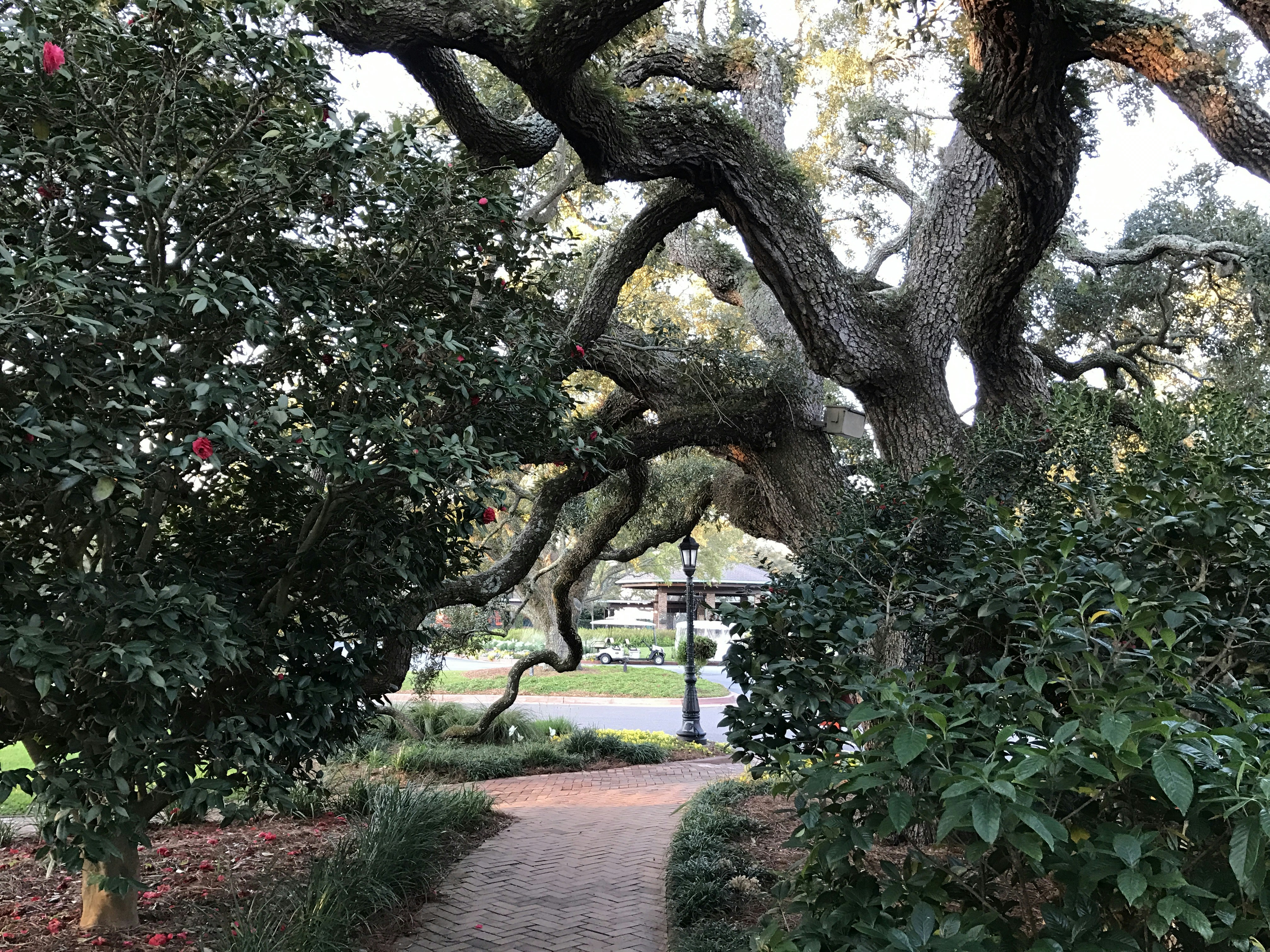 Gnarled Path: A Serpentine Arboreal Corridor