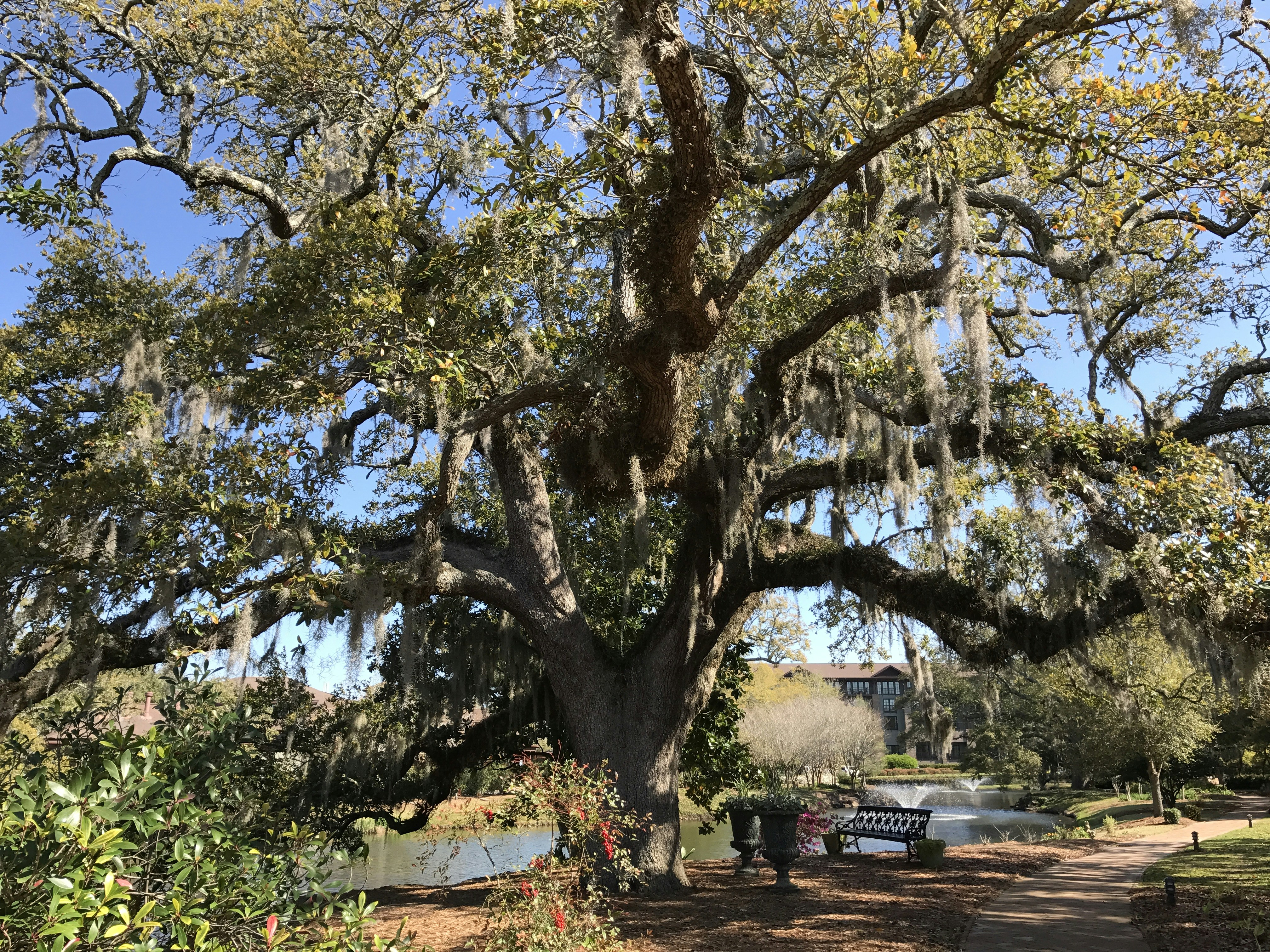 Wise Oak Overlooking a Tranquil Park by the Pond