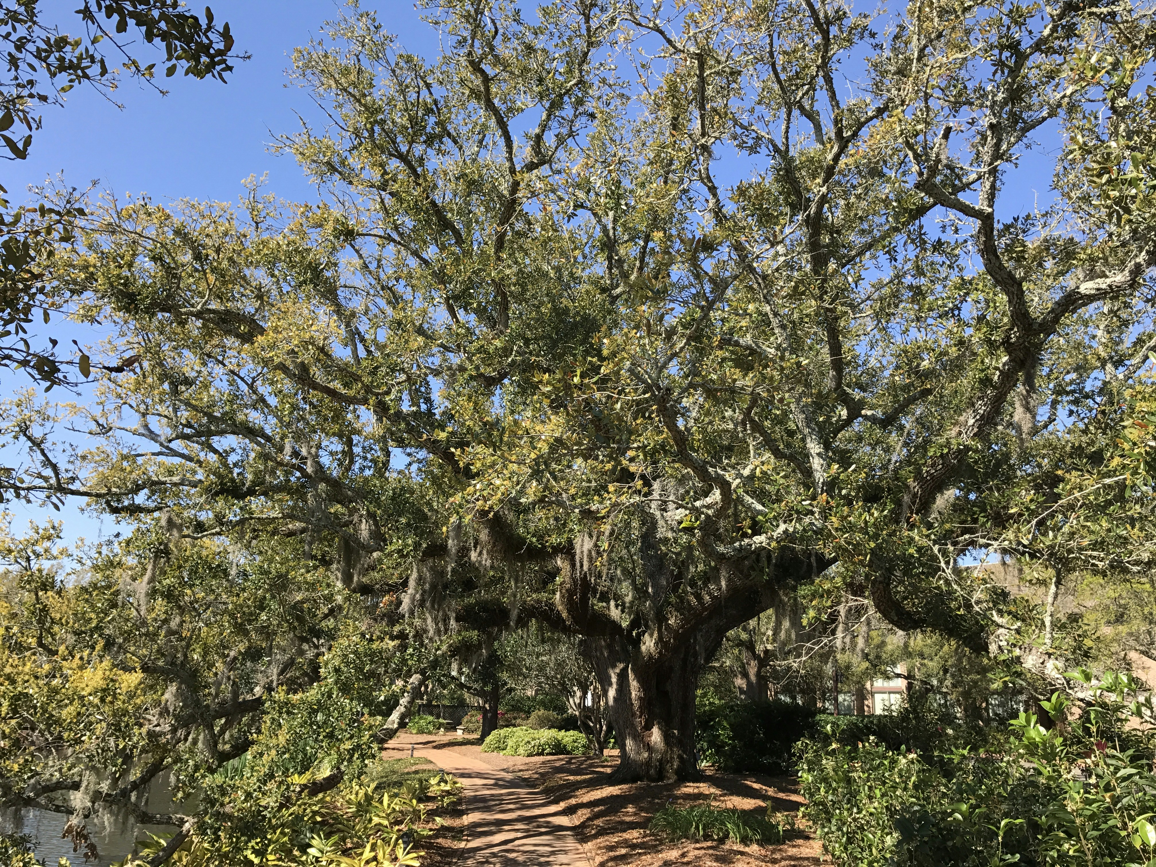 Ancient Oak Circle: The Path Beneath the Gnarled Guardian