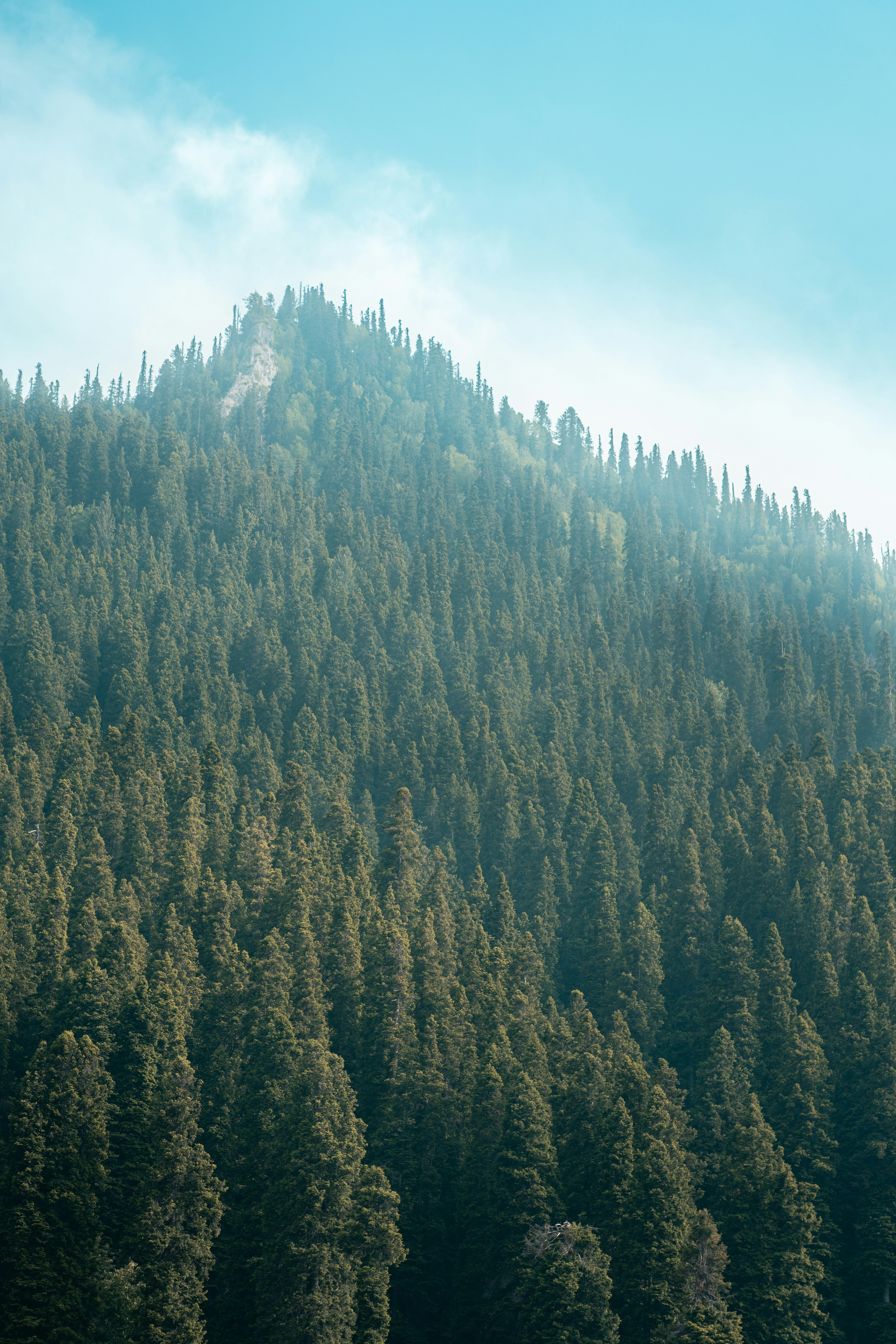 Conifer Crown under a Clear Sky