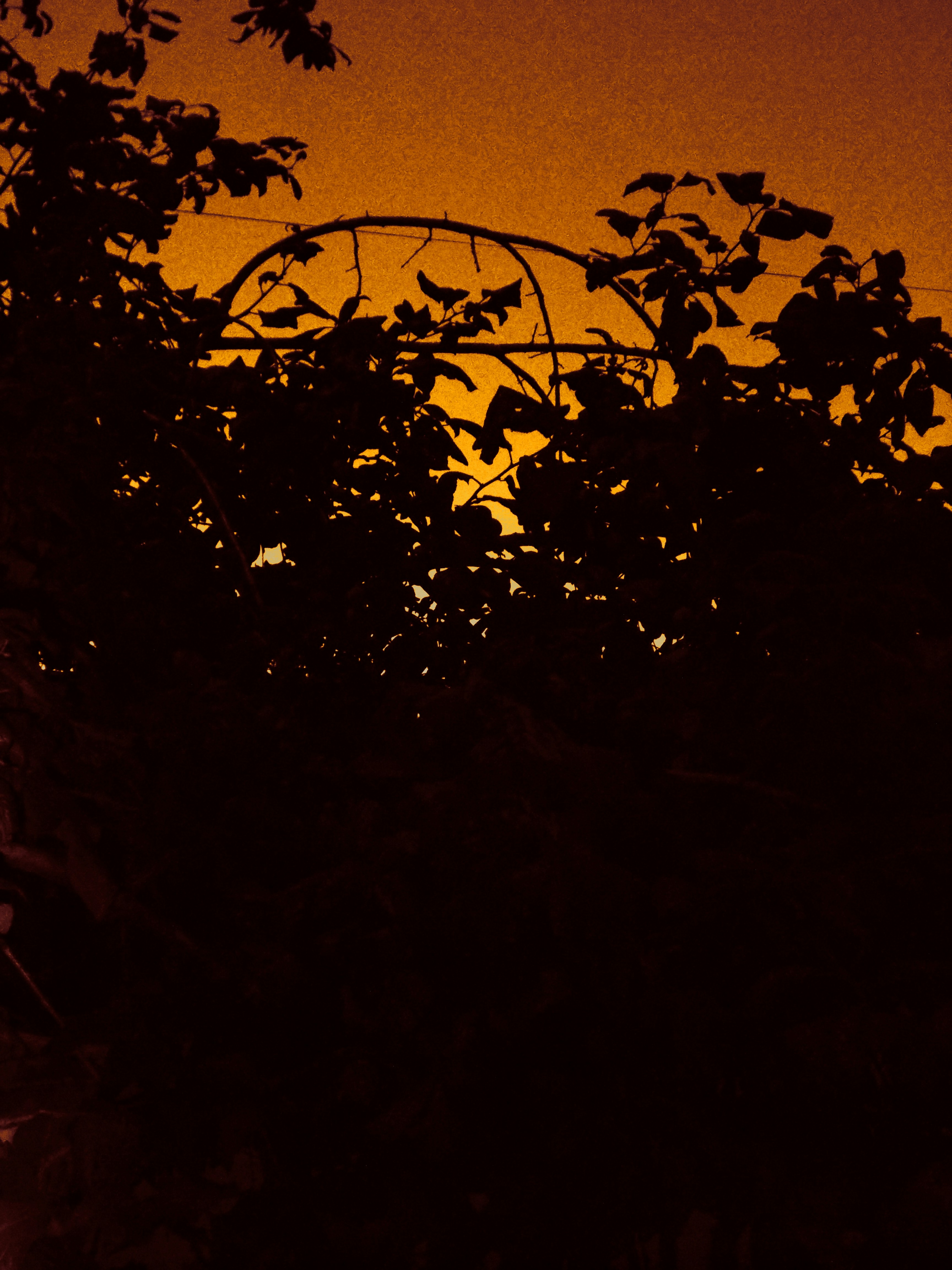 Silhouetted Garden Arch Brushed by Sunset