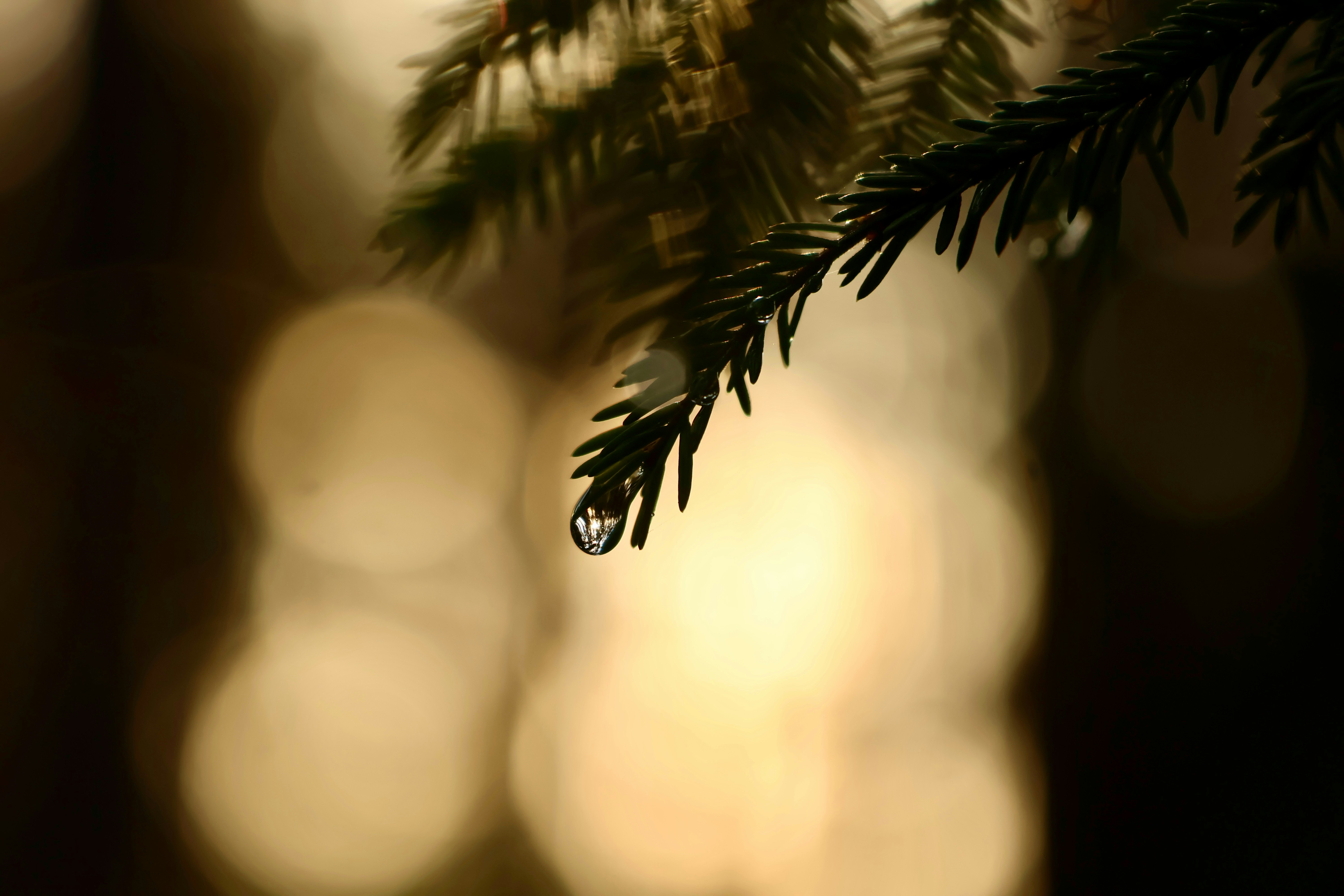 A lone dew drop clings to evergreen needle at golden hour