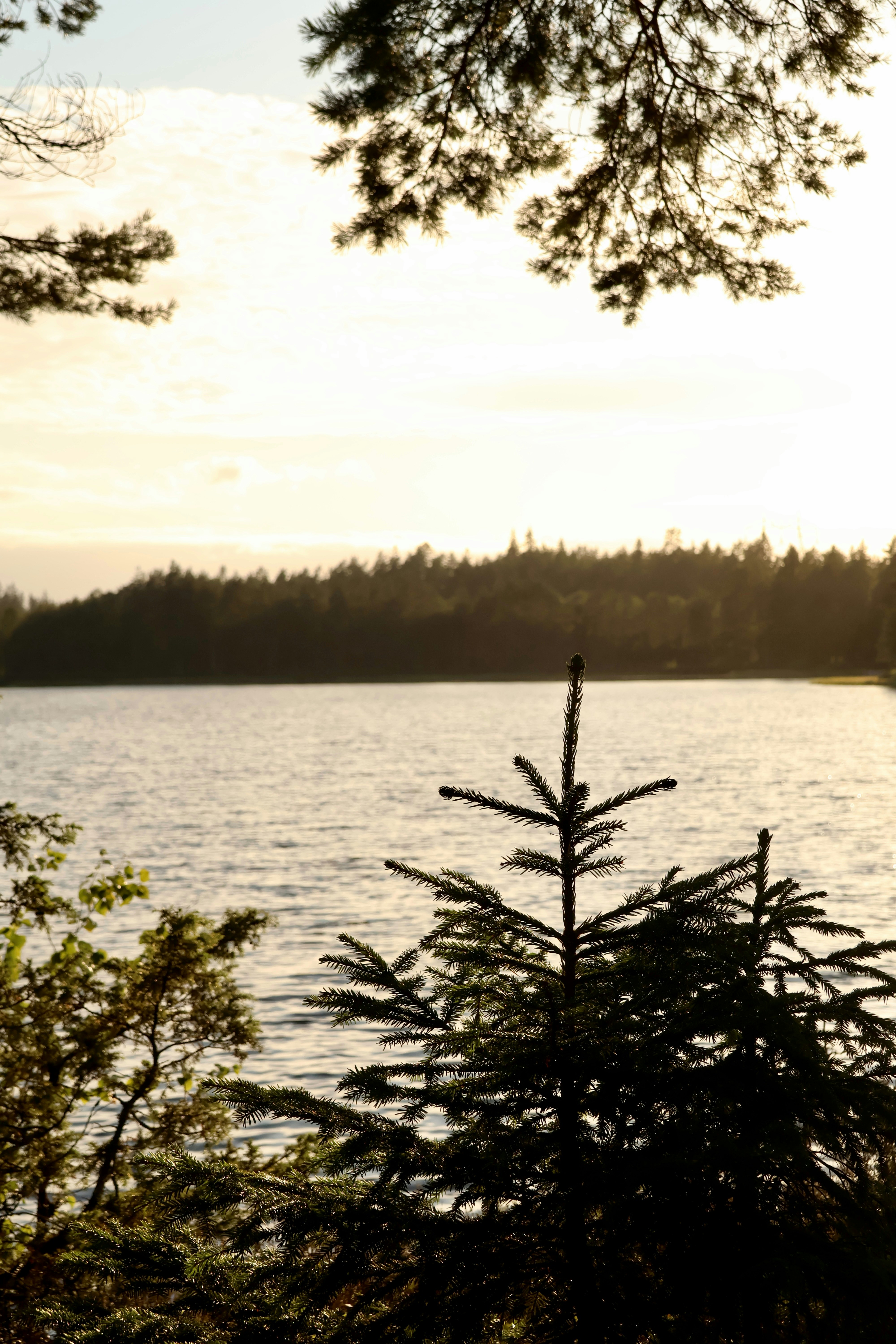 Sunlit Lake Edge: Silhouette of Pine Fronds Framing a Quiet Horizon