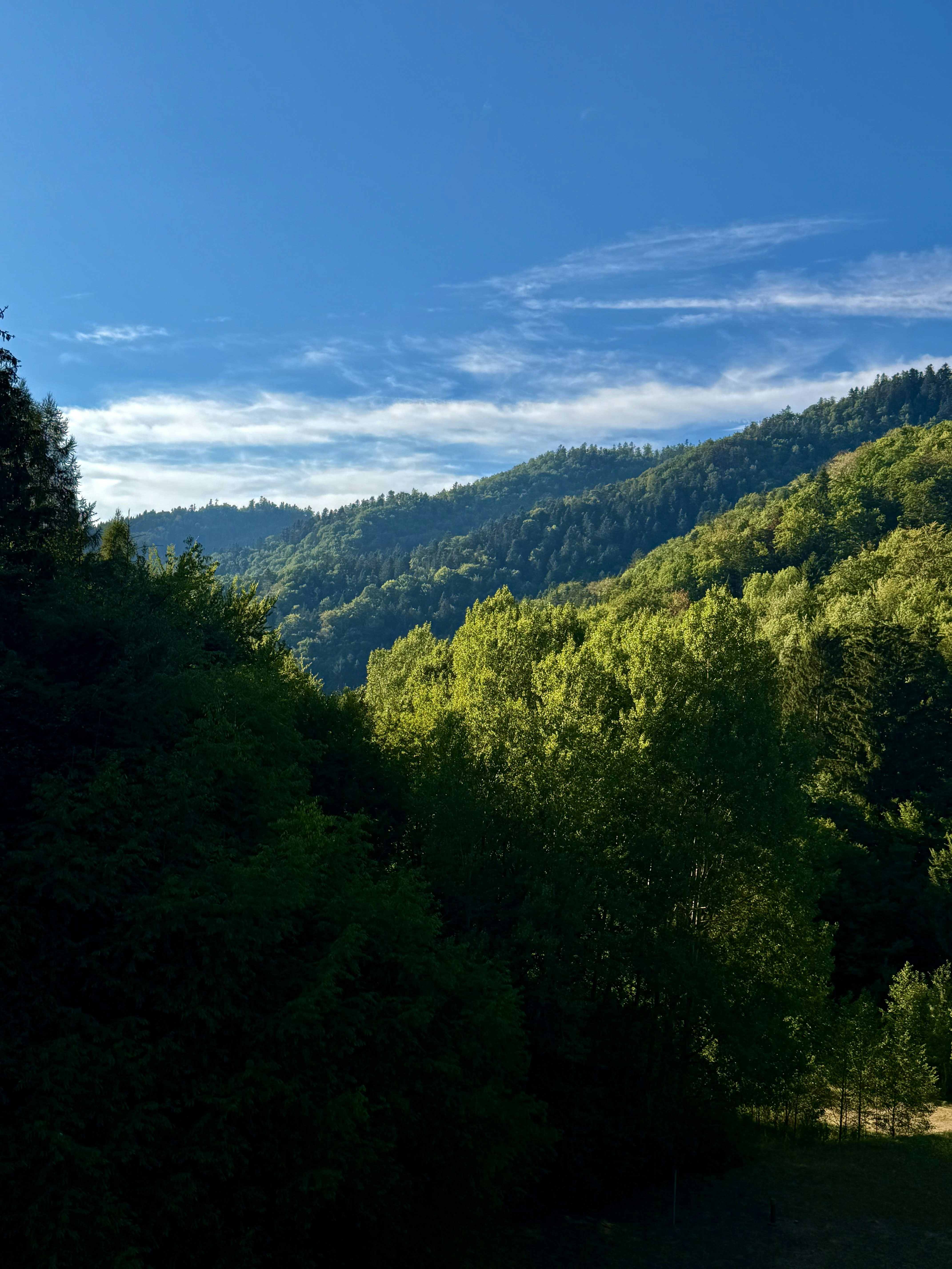 Sunlit Ridge: A Quiet Corridor of Green