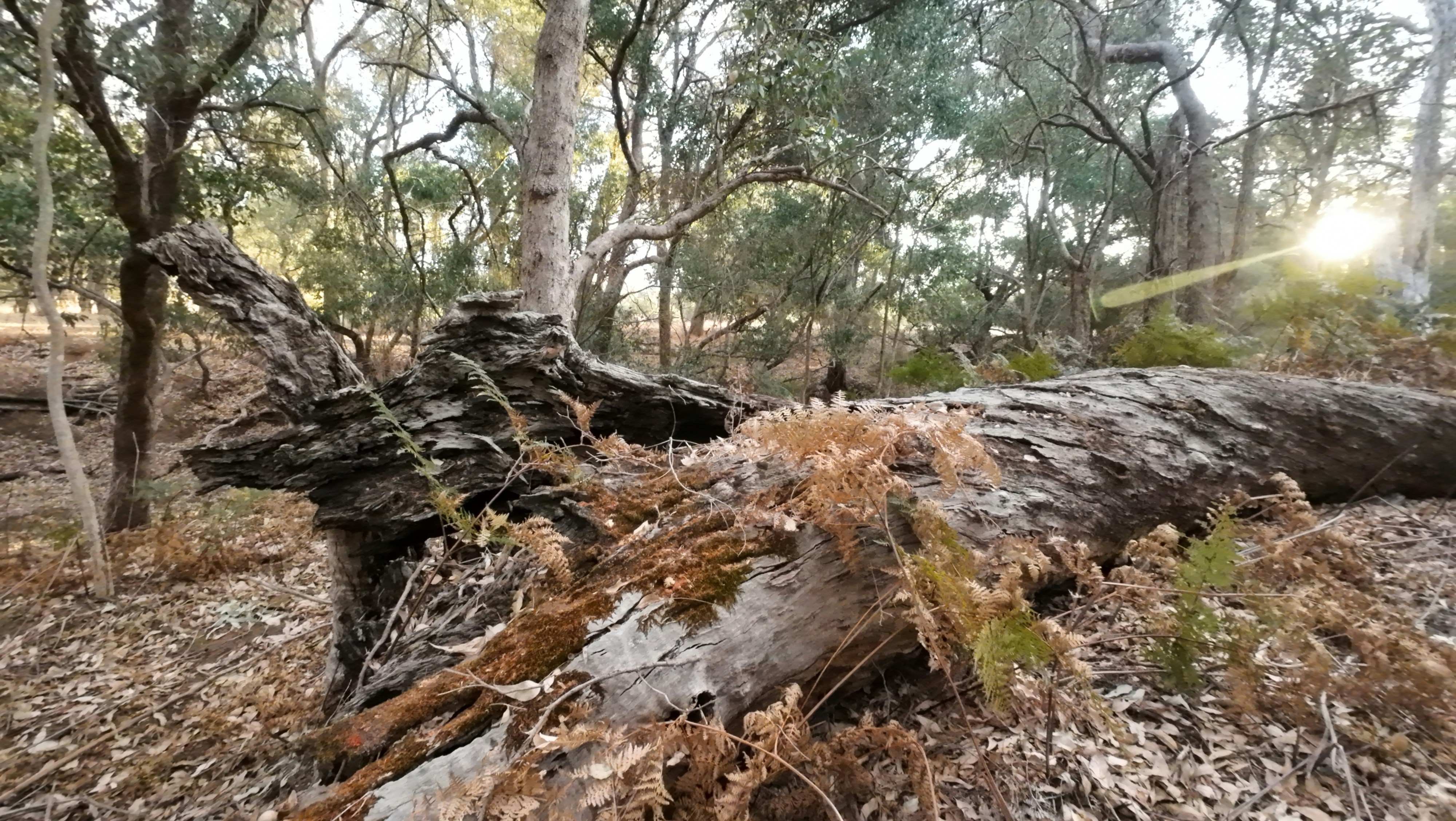 Sunlit Hollow: A Fallen Oak Corridor in the Woods